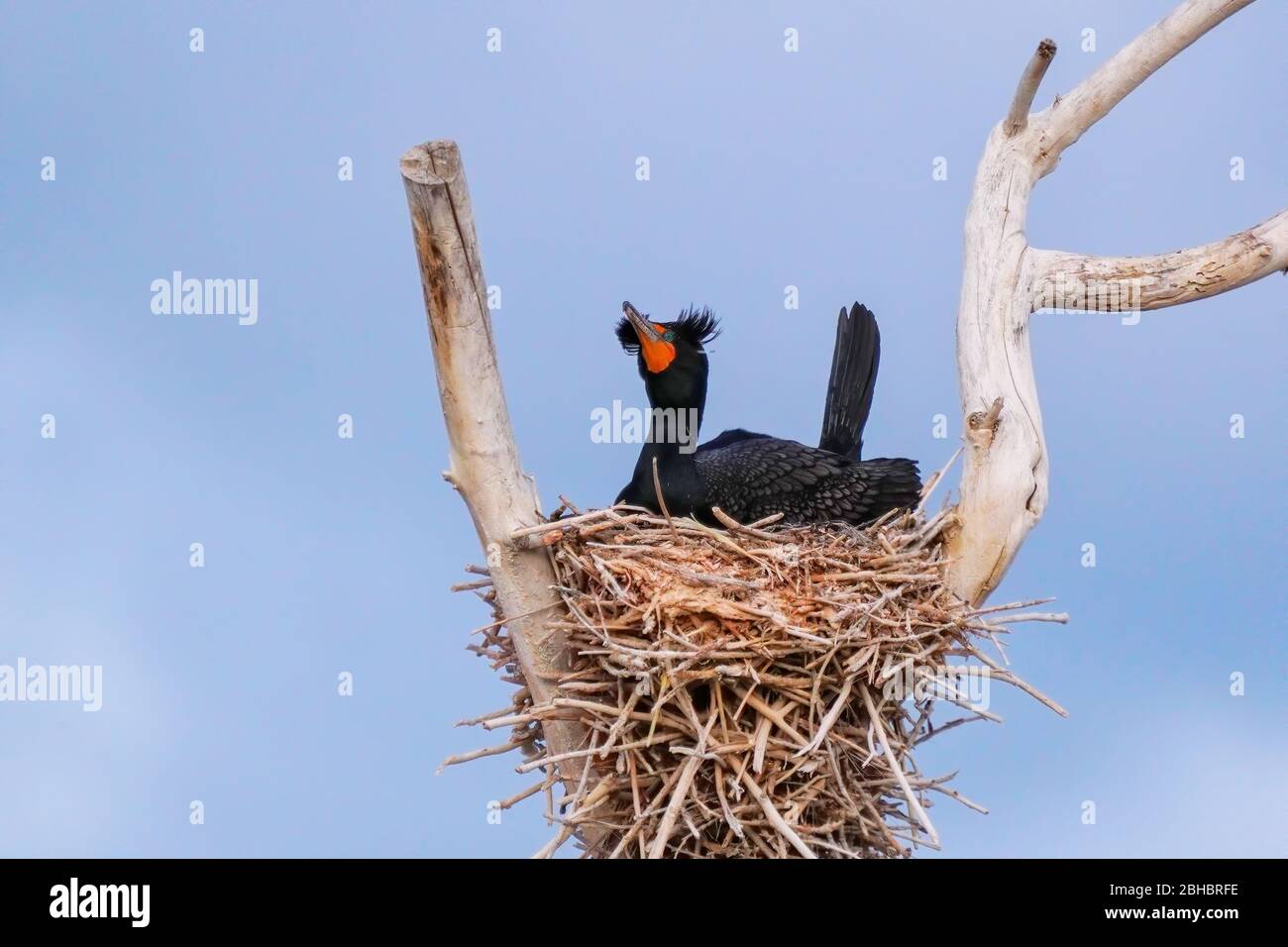 Double-crested cormorant (Phalacrocorax auritus) sitting on a nest ...