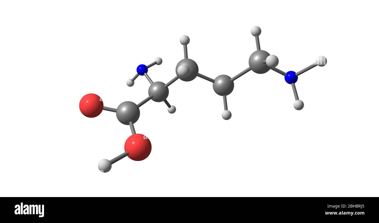 Ornithine is a non-proteinogenic amino acid that plays a role in the ...