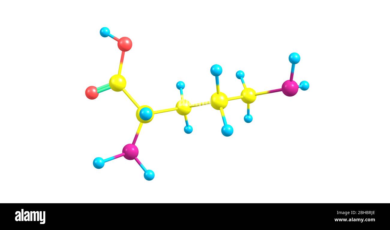 Ornithine cycle hi-res stock photography and images - Alamy