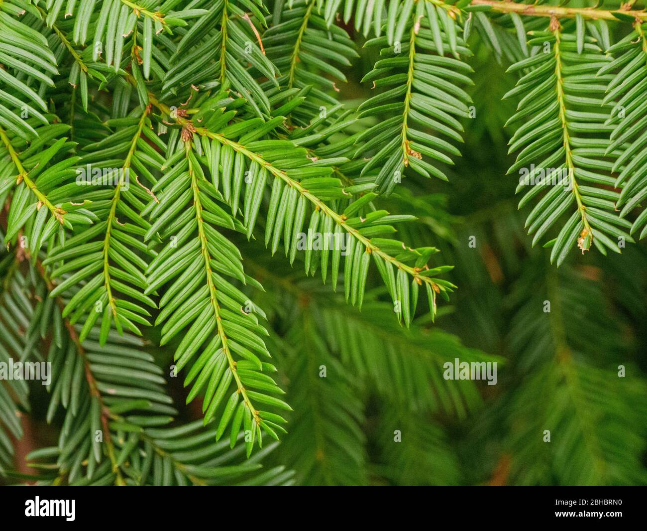 Yew shrub foliage. Taxus species Stock Photo - Alamy