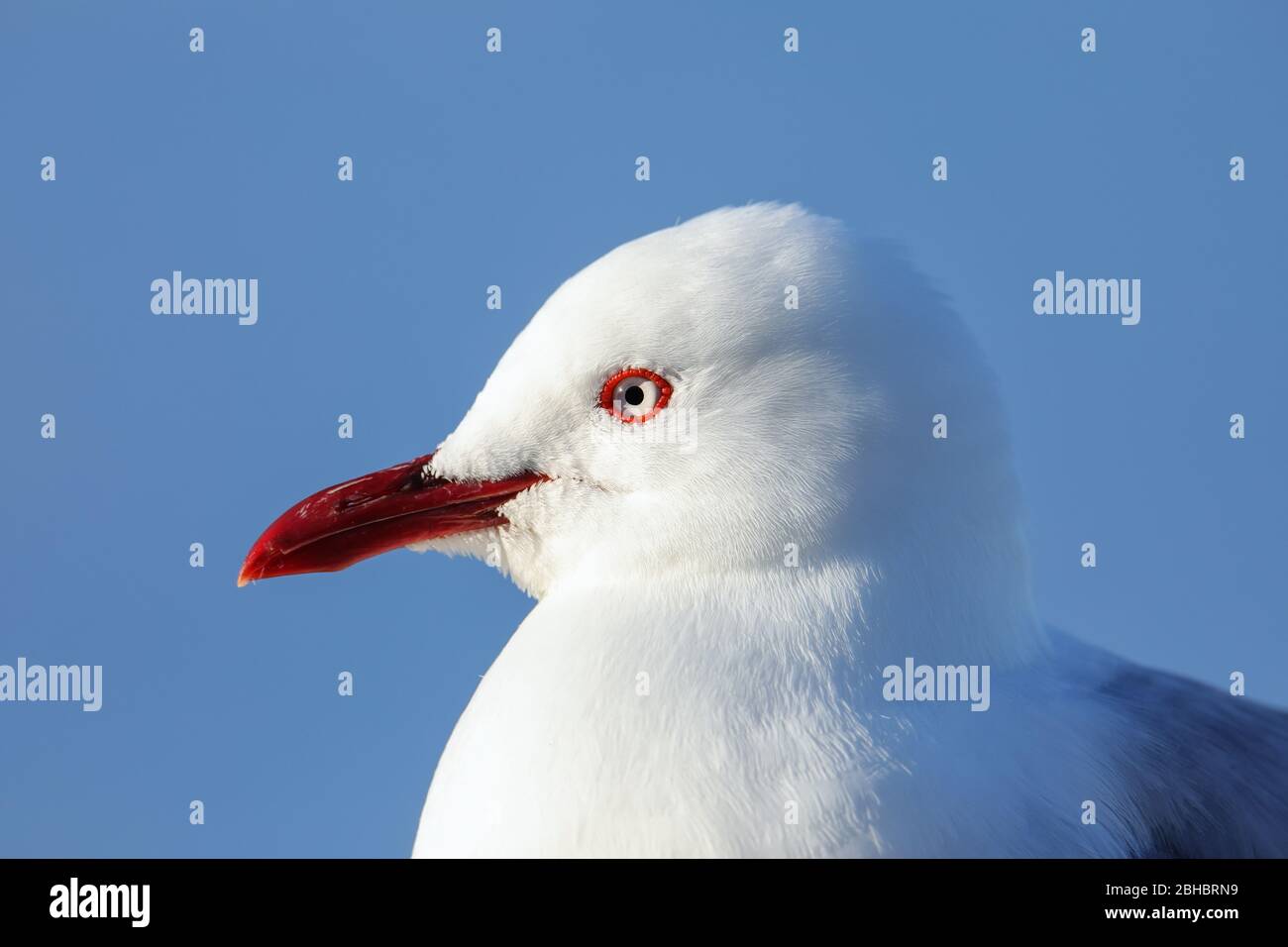 Portrait of Red-billed gull, Kaikoura peninsula, South Island, New ...
