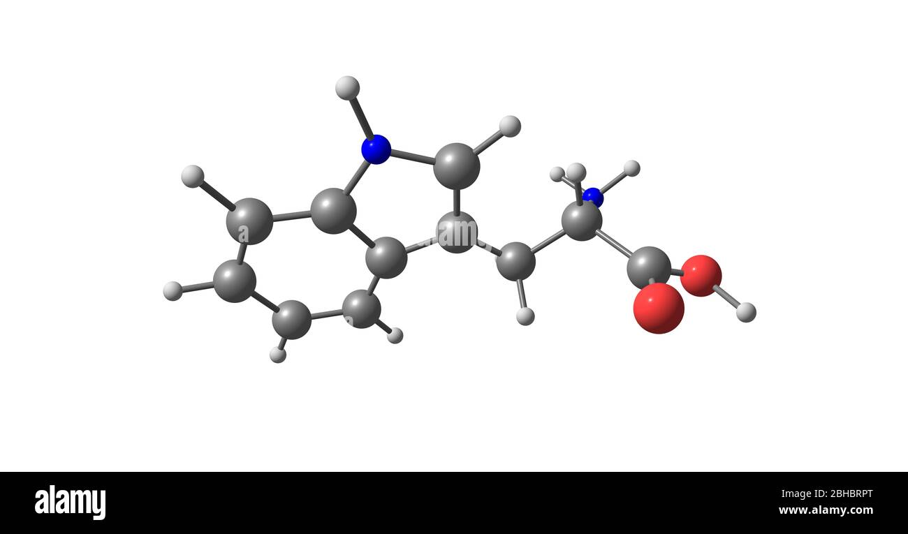 Tryptophan trp amino acid molecular hi-res stock photography and images ...