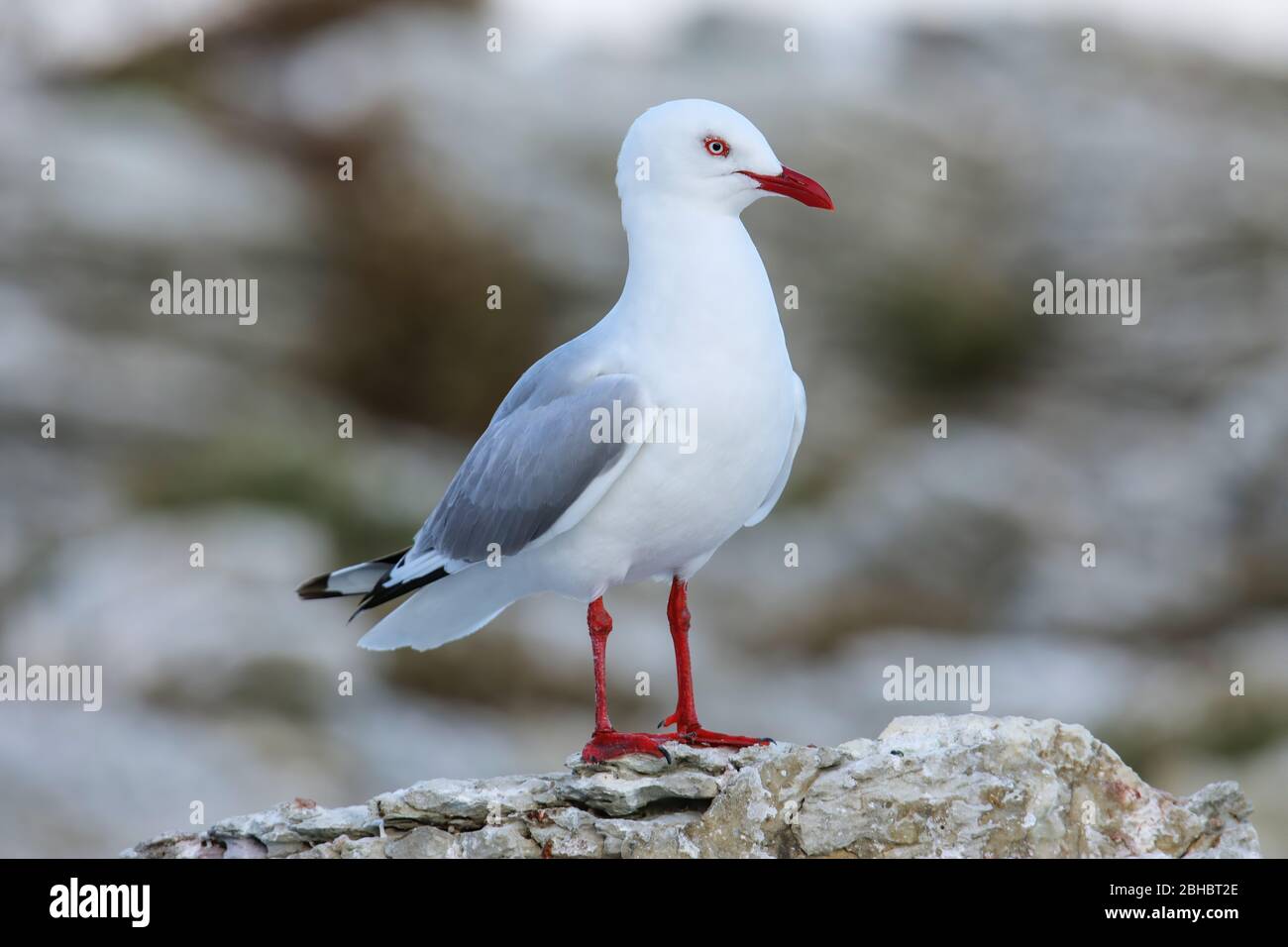 Red-billed gull on the coast of Kaikoura peninsula, South Island, New ...
