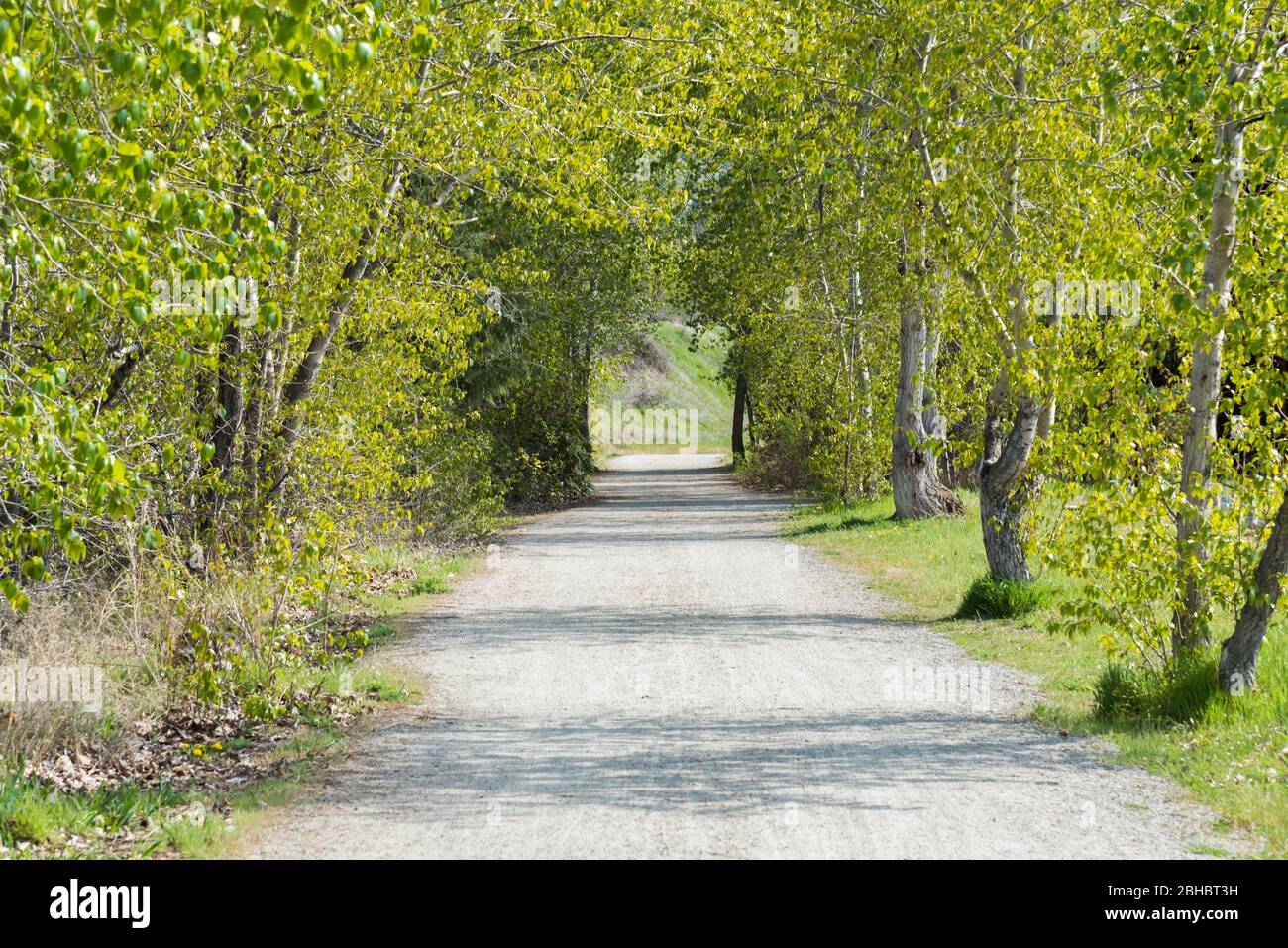 Pathway lined by avenue of trees and green grass in springtime Stock ...