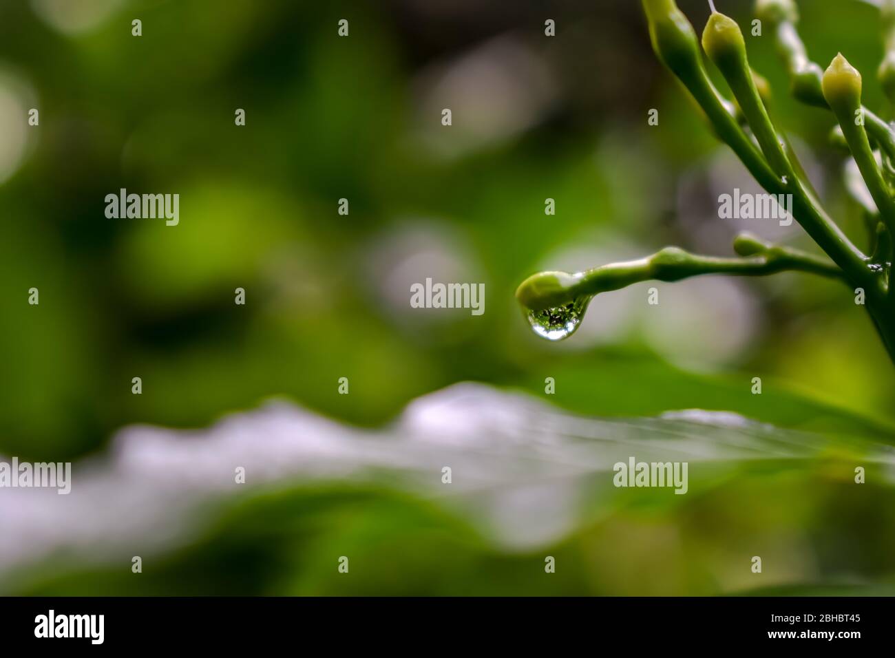 Raindrop falling from leaf hi-res stock photography and images - Alamy