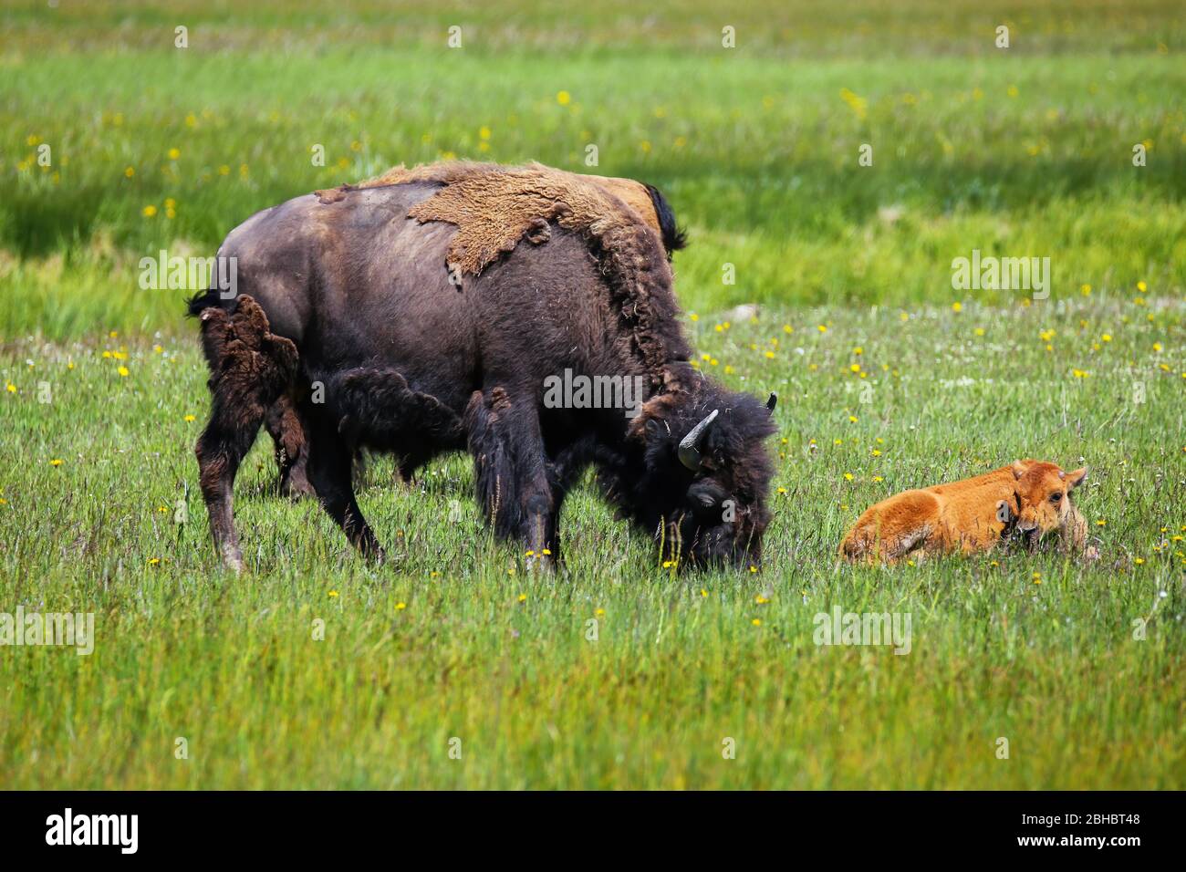 Female bison hi-res stock photography and images - Alamy