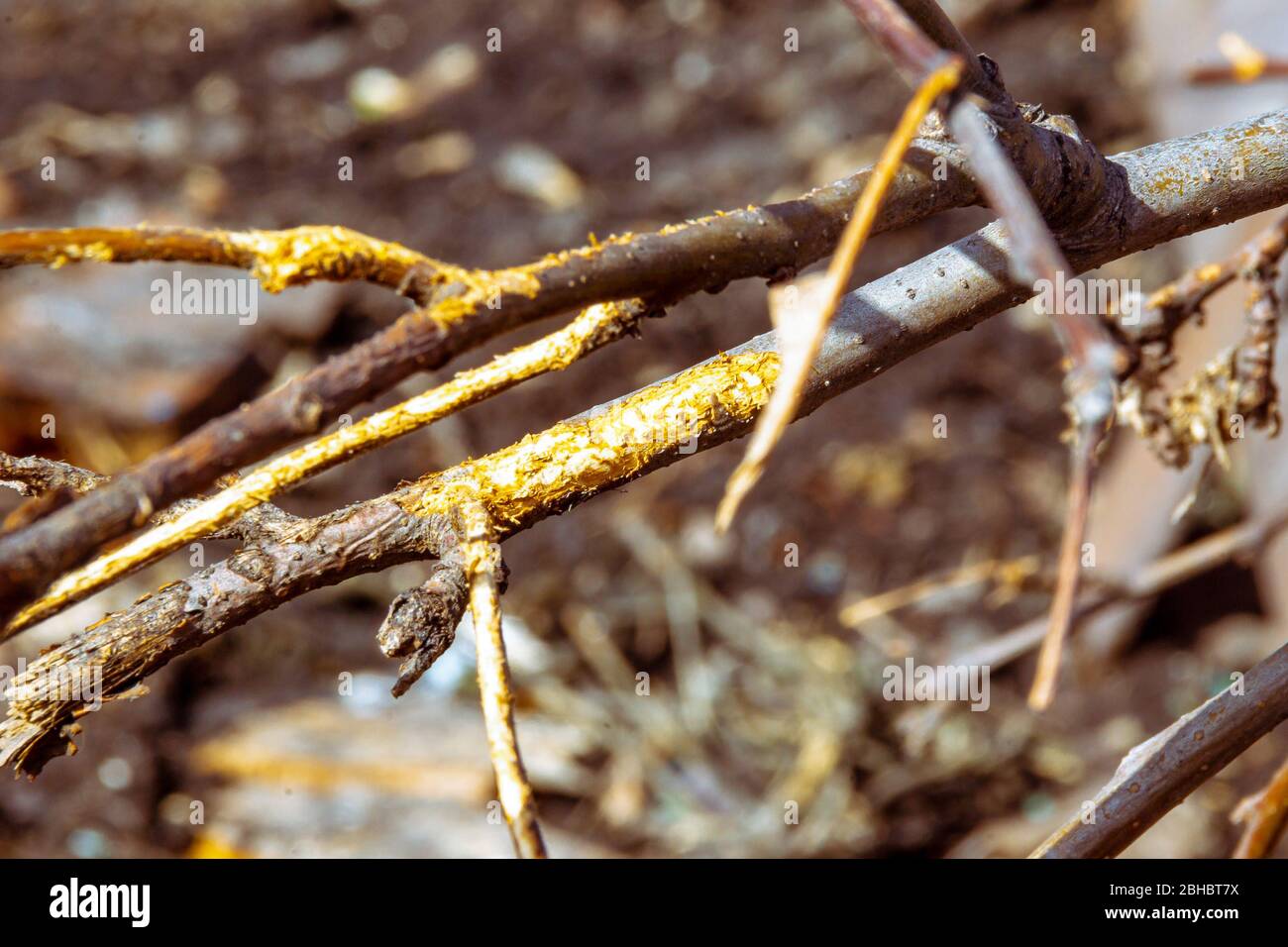 Rabbit damage garden hi-res stock photography and images - Alamy