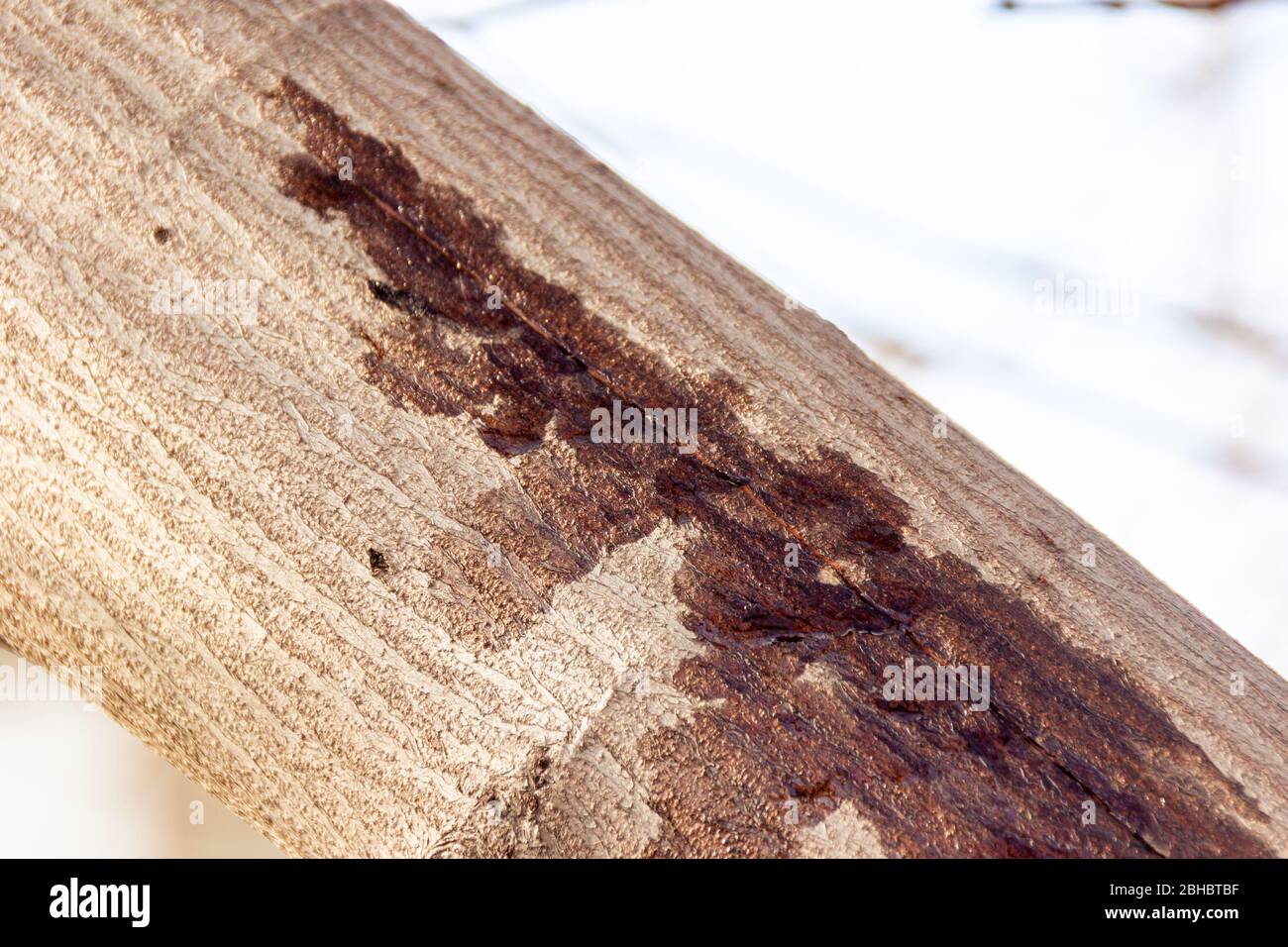 Bark falling off of tree hi-res stock photography and images - Alamy