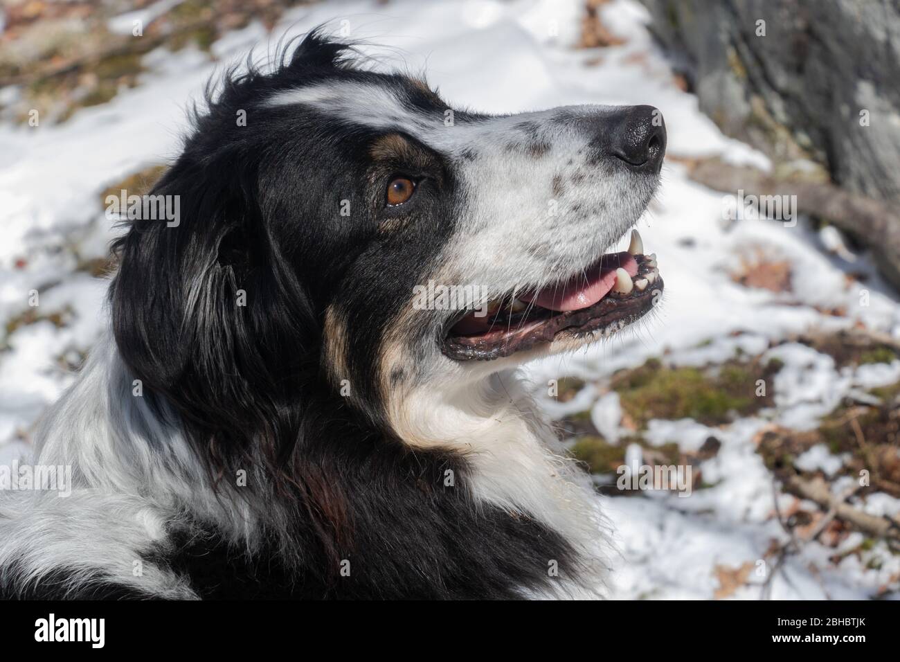 Beautiful collie Australian shepherd mix dog Stock Photo - Alamy