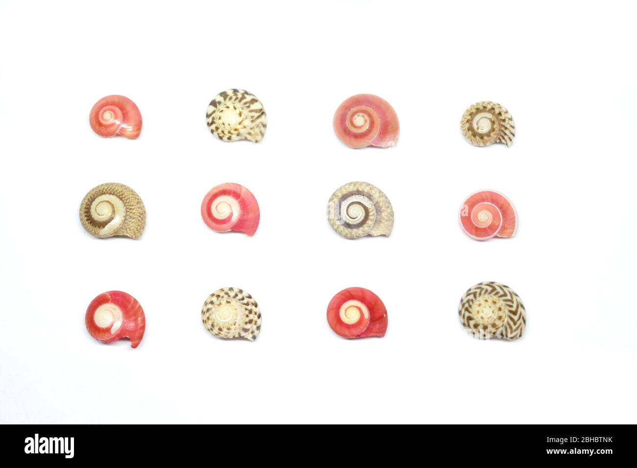 Seashell Patterns With White Background Stock Photo - Alamy