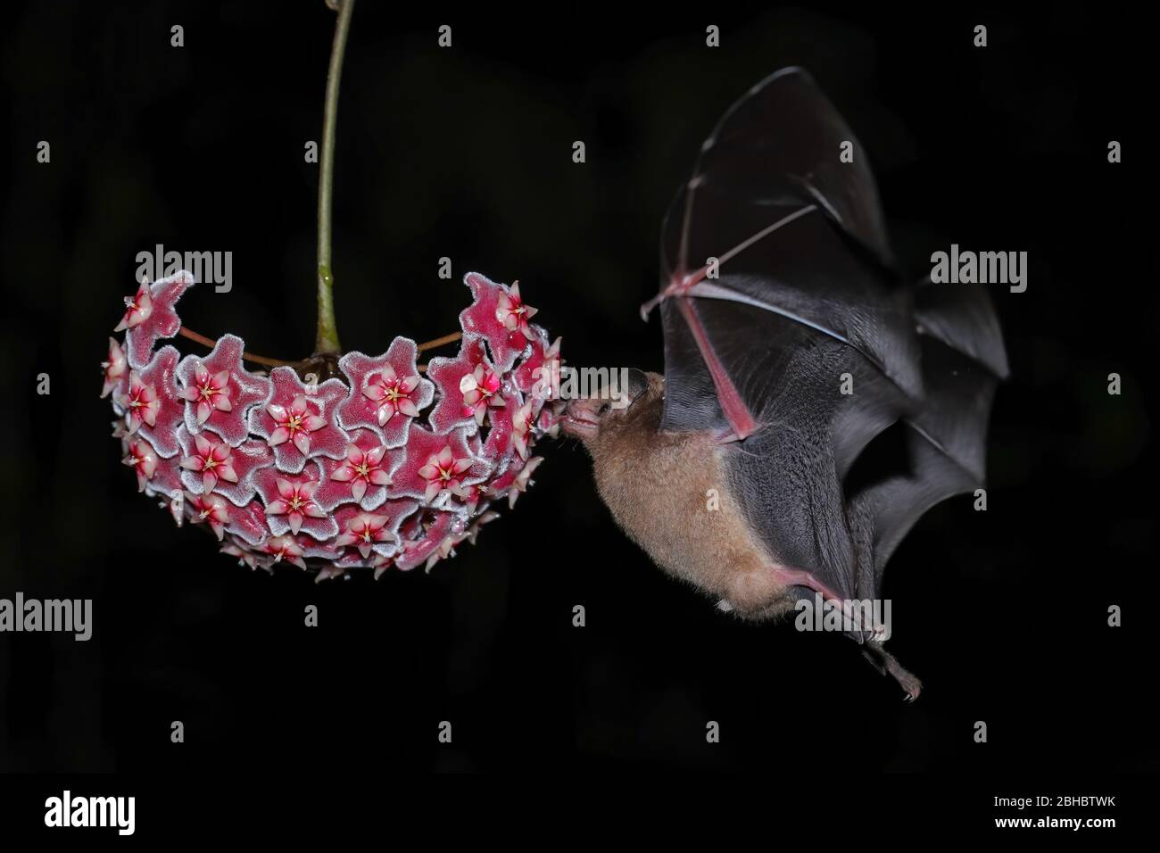 Orange nectar bat (Lonchophylla robusta) feeding at a flower, Costa ...