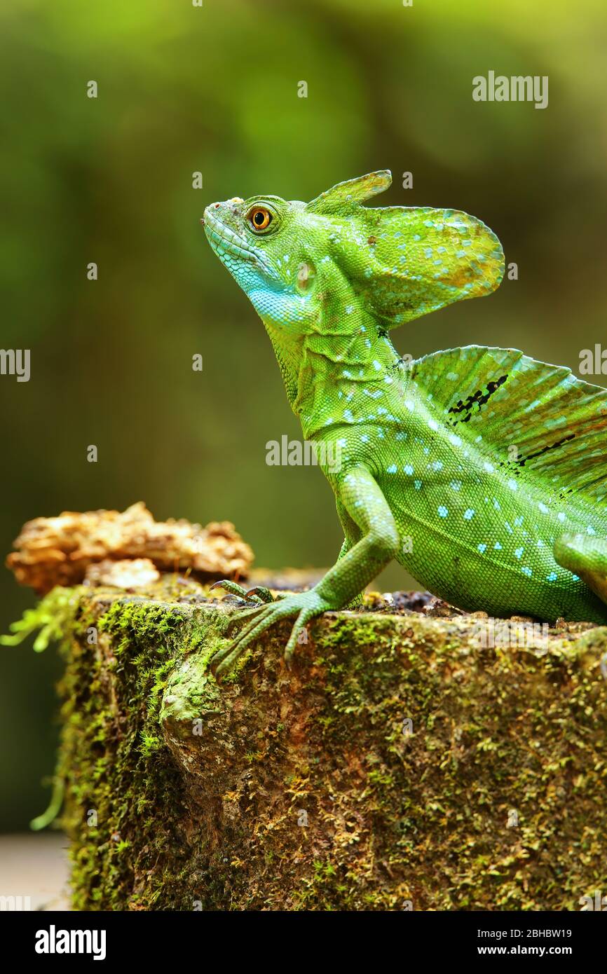 Male plumed basilisk (Basiliscus plumifrons) sitting on a stump, Costa ...