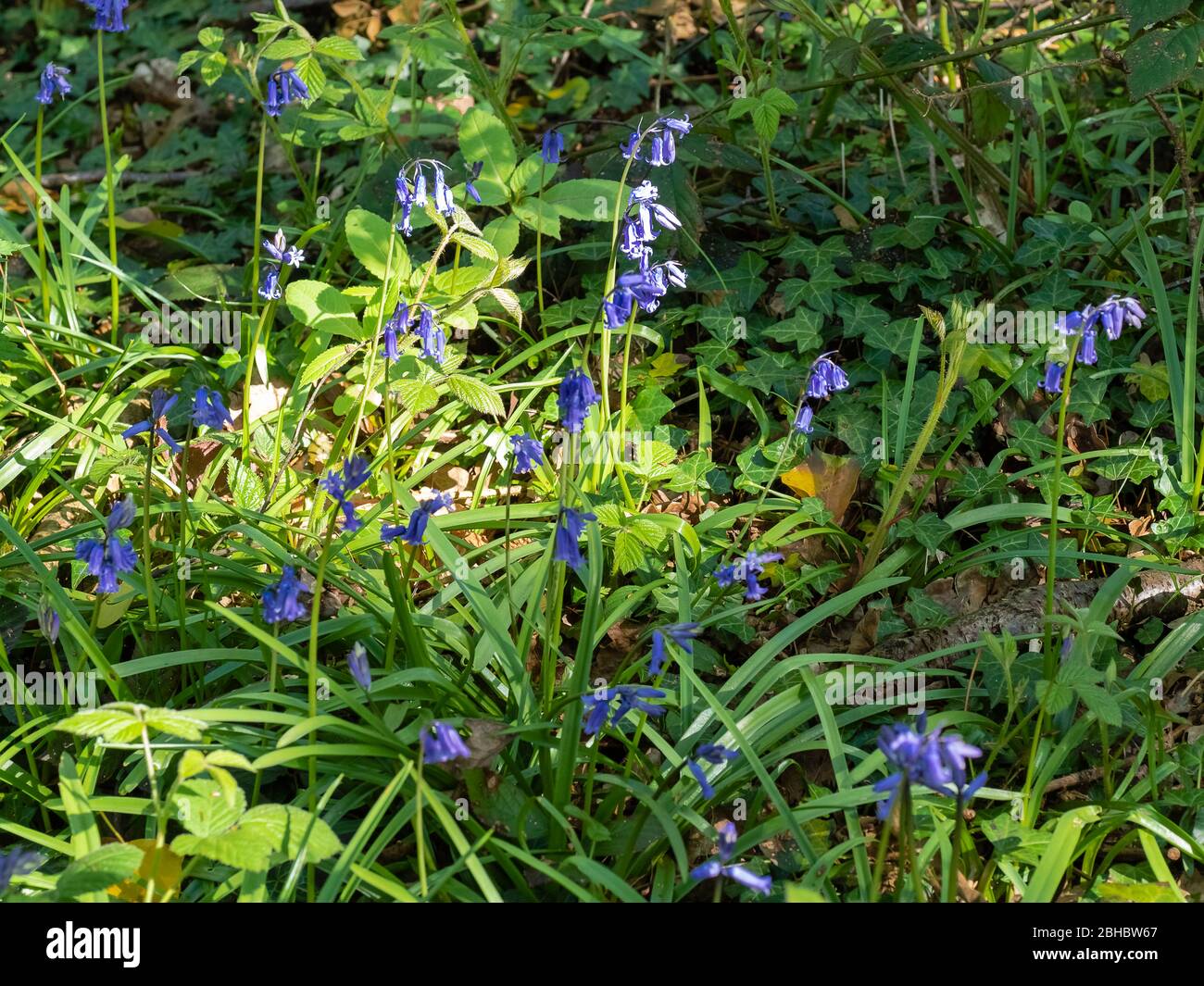 A bluebell wood is a woodland that in springtime has a carpet of ...