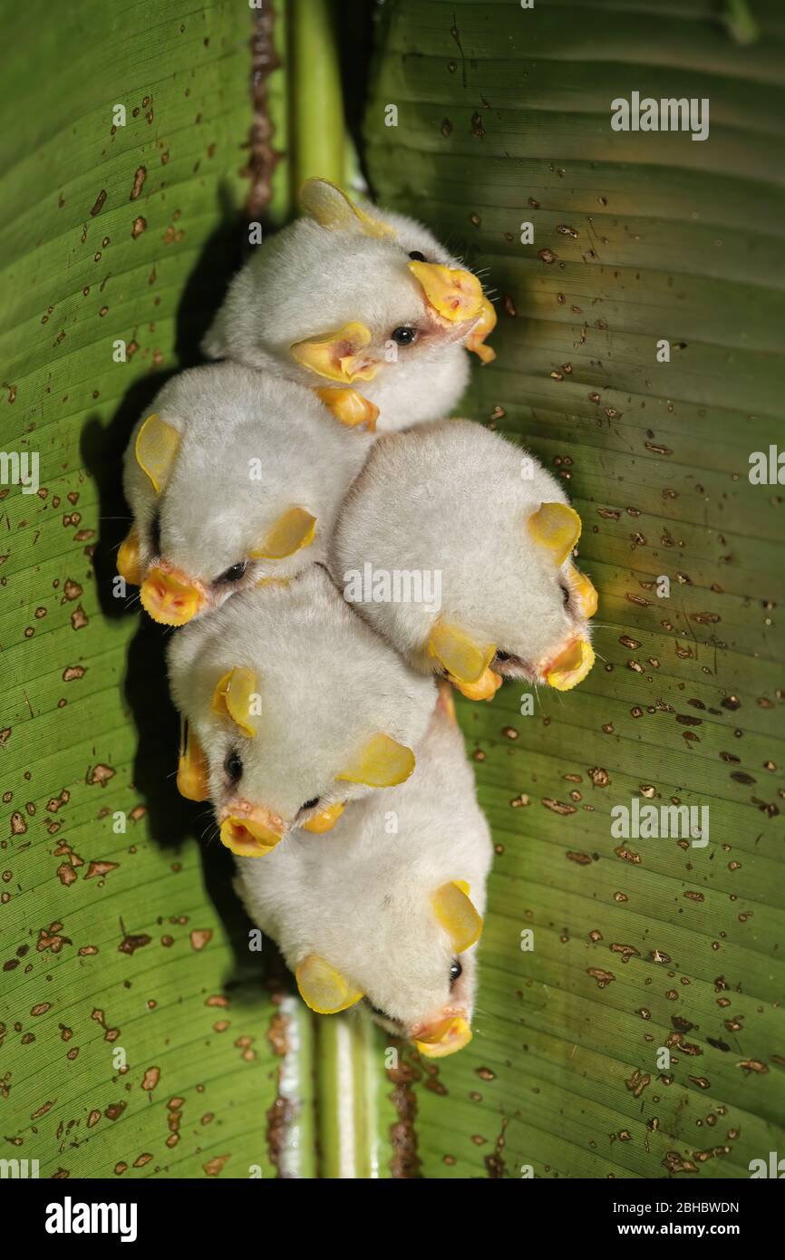 Honduran white bat ectophylla alba roosting hi-res stock photography ...
