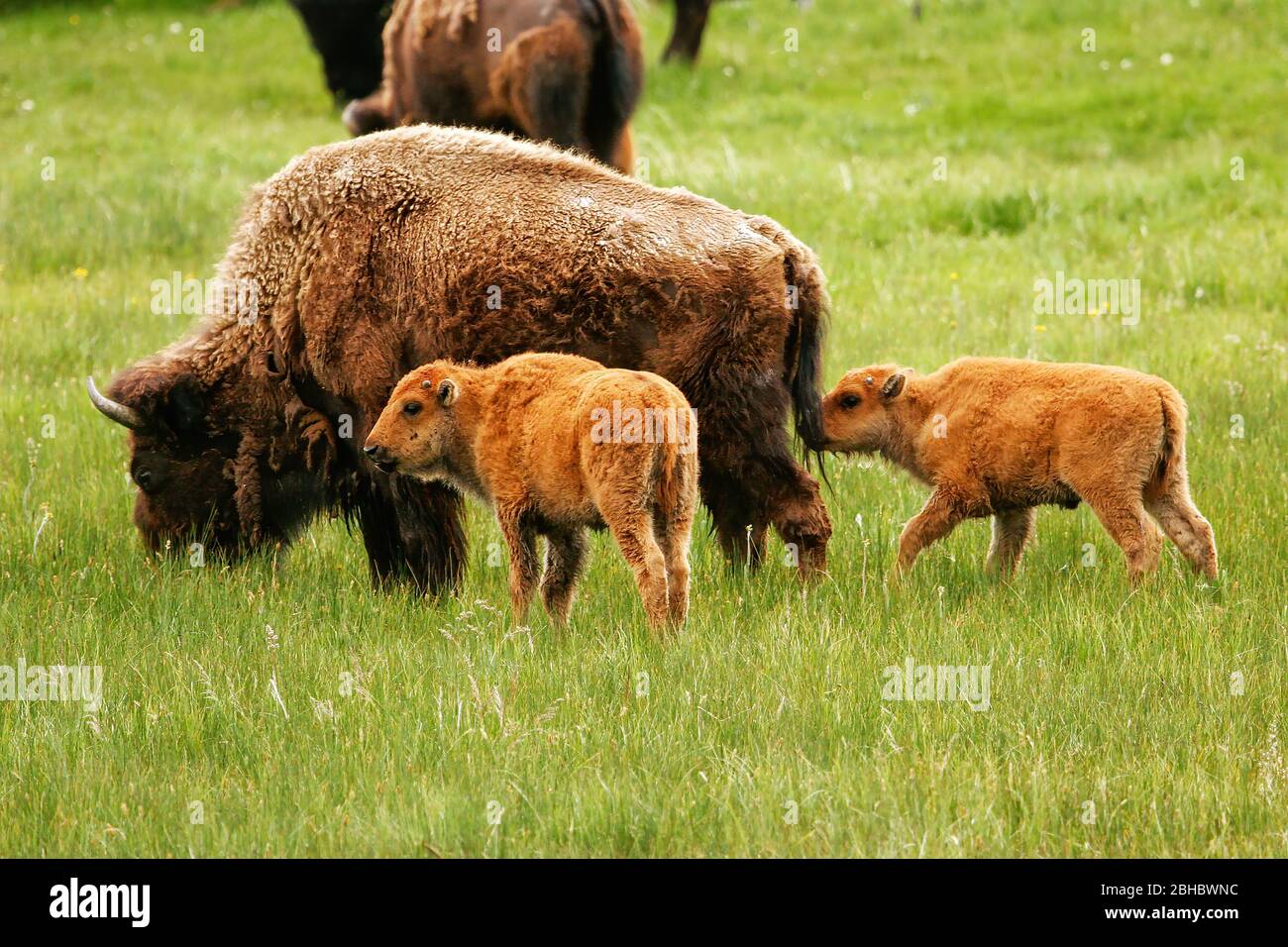 Female bison hi-res stock photography and images - Alamy