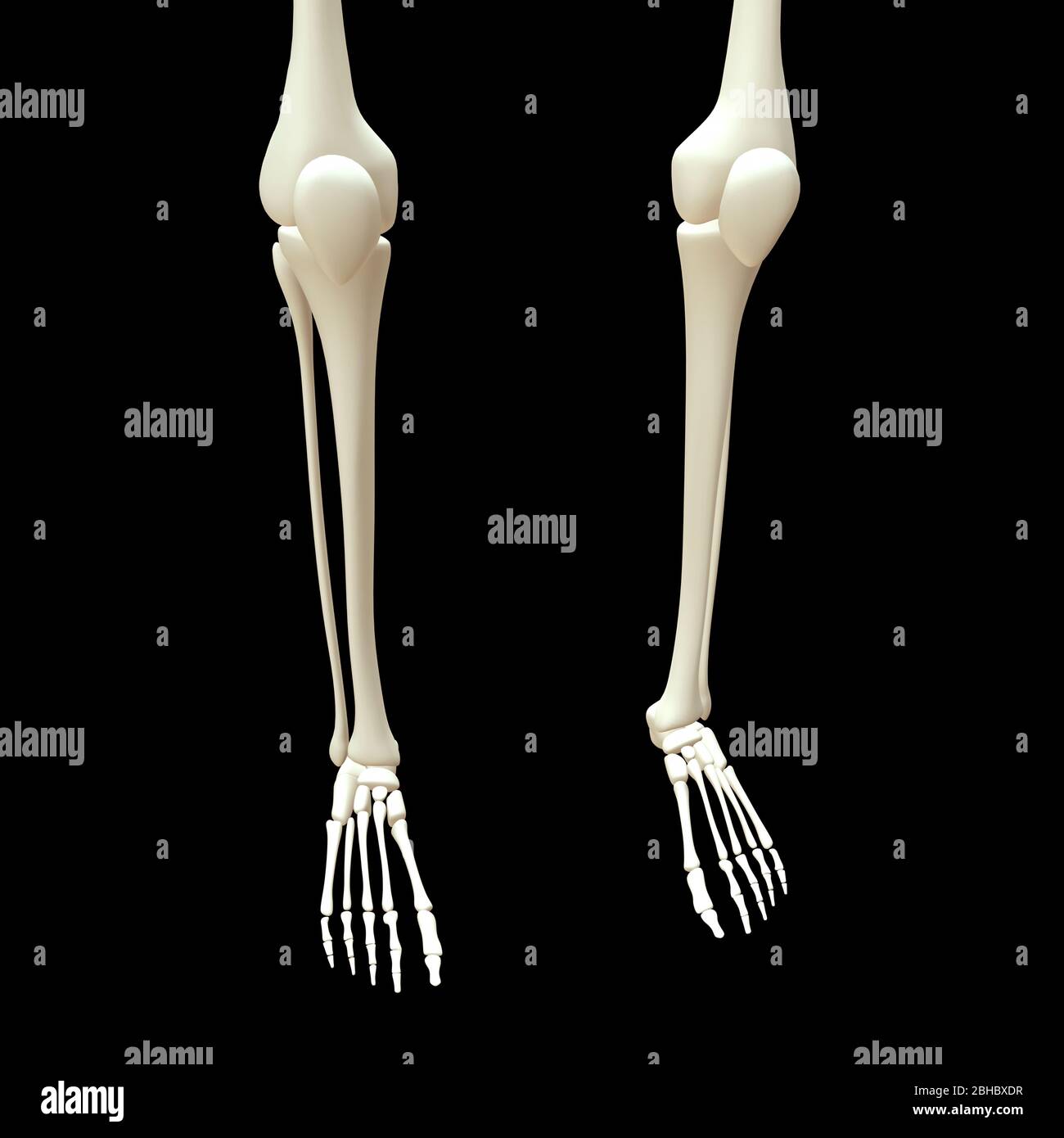 3D render- Human Skeleton legs, body bone joints isolated on black ...