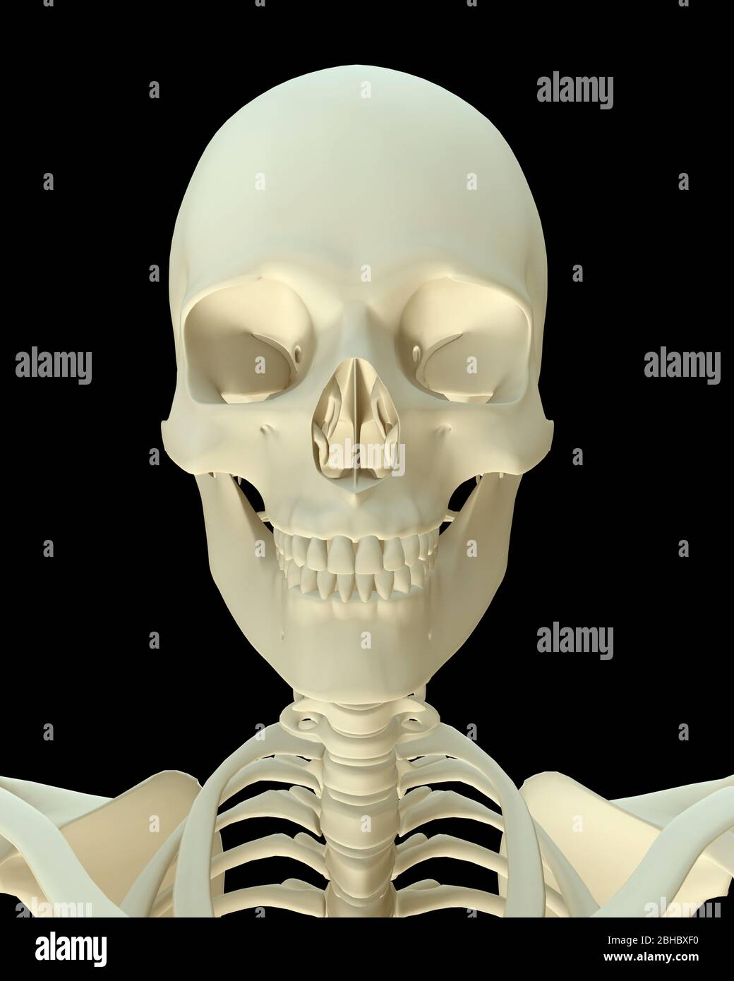 Anterior forearm bone hi-res stock photography and images - Alamy