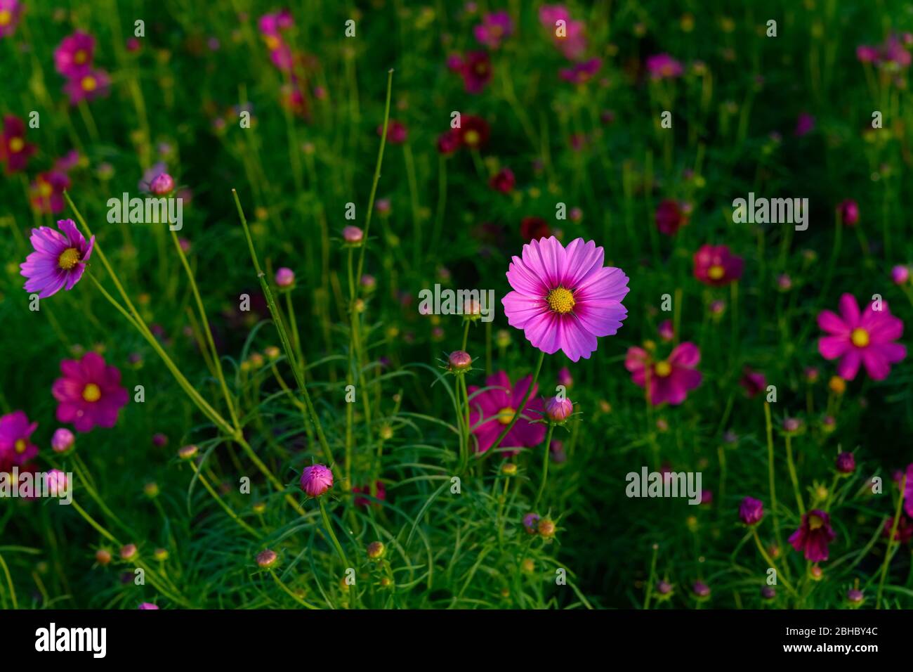 beautiful daisy or Cosmos bipinnata Cav Stock Photo - Alamy