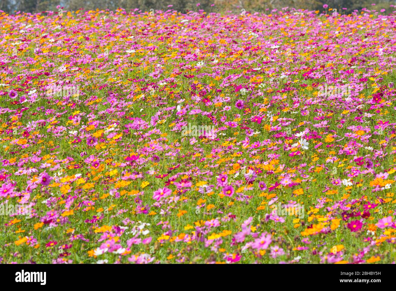Cosmos flower field. Flower field in summer Stock Photo - Alamy