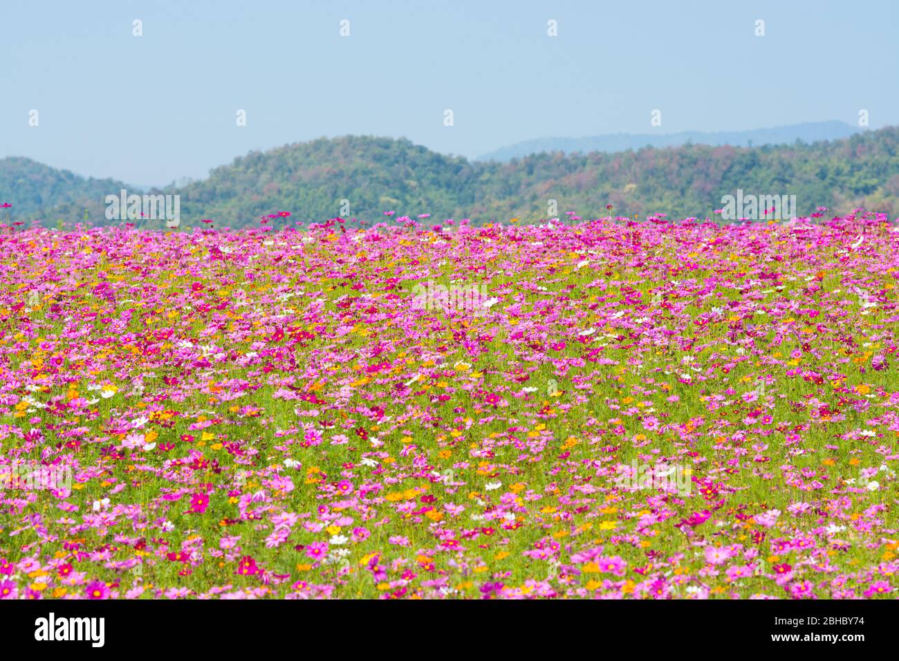Cosmos flower field. Flower field in summer Stock Photo - Alamy