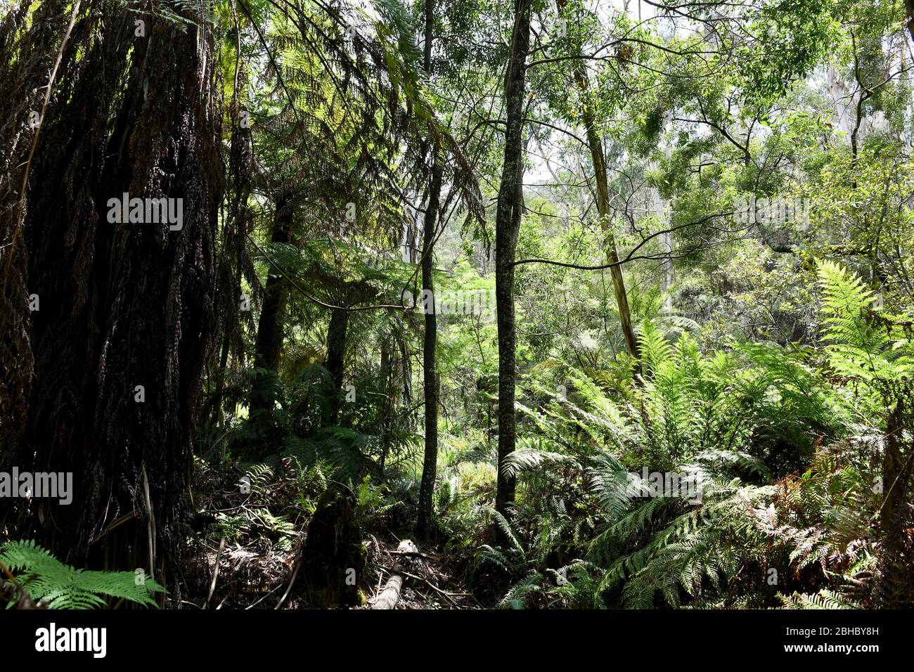 A view of warm temperate rainforest at Leura in the Blue Mountains west ...