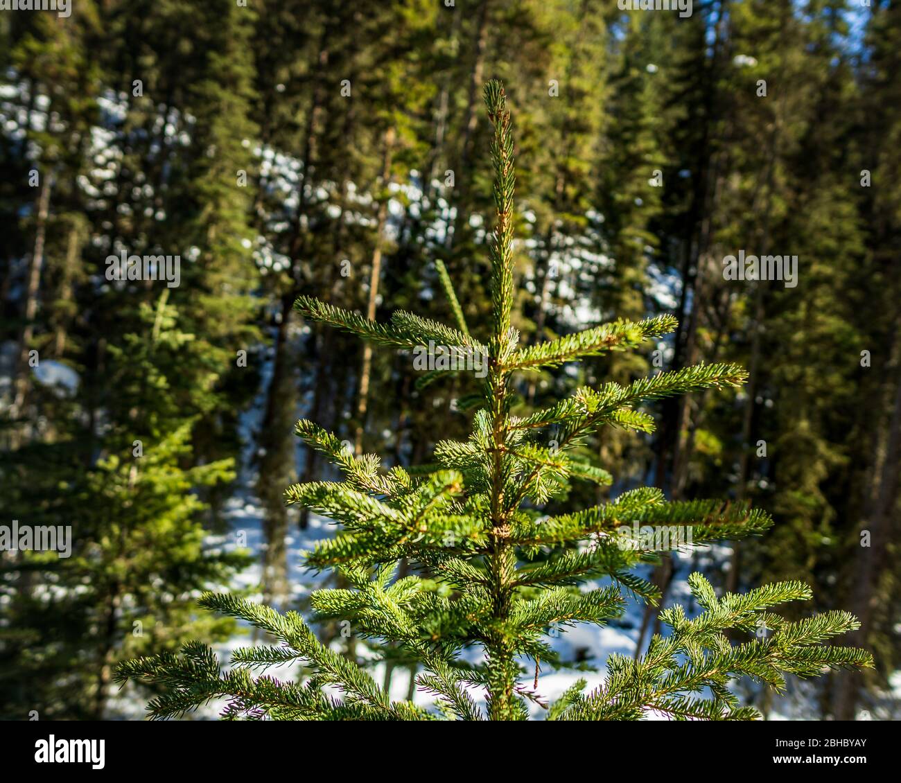 Beautiful green sprig young tree hi-res stock photography and images ...