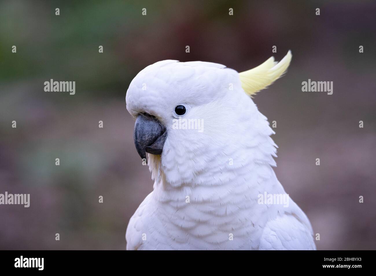 Australian birds galah and cocokatoo hi-res stock photography and ...
