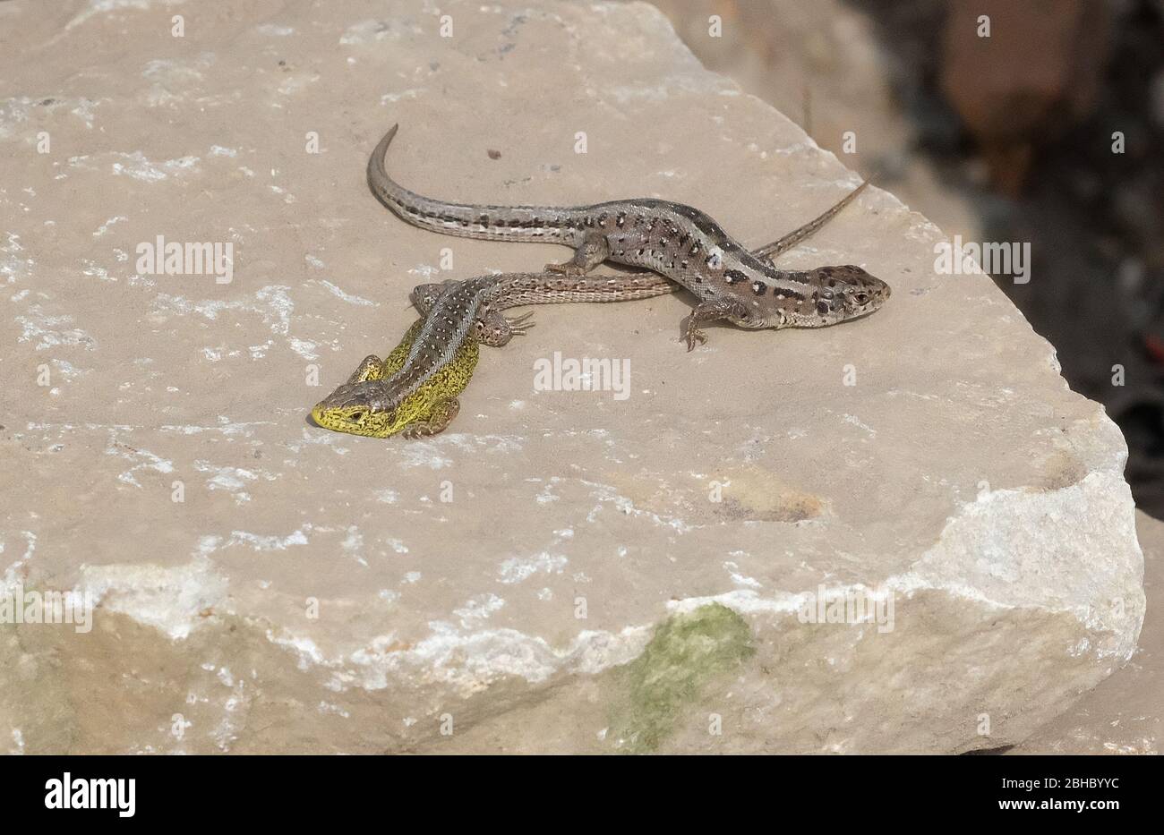 Replacement biotope hi-res stock photography and images - Alamy