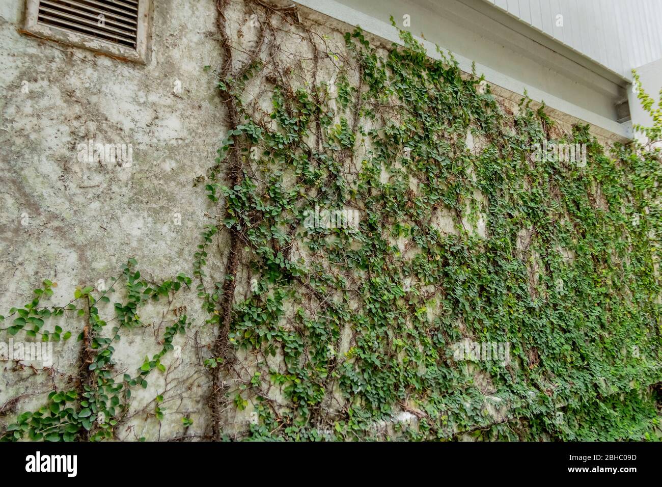 The Blank wall with green climber tree Stock Photo - Alamy