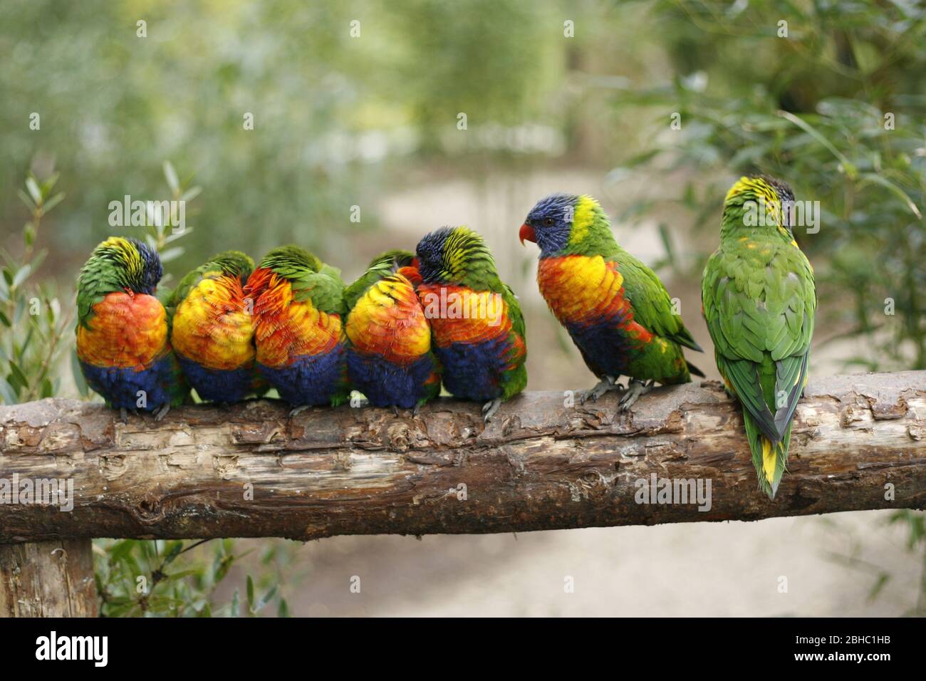Birds Huddling Together High Resolution Stock Photography and Images ...