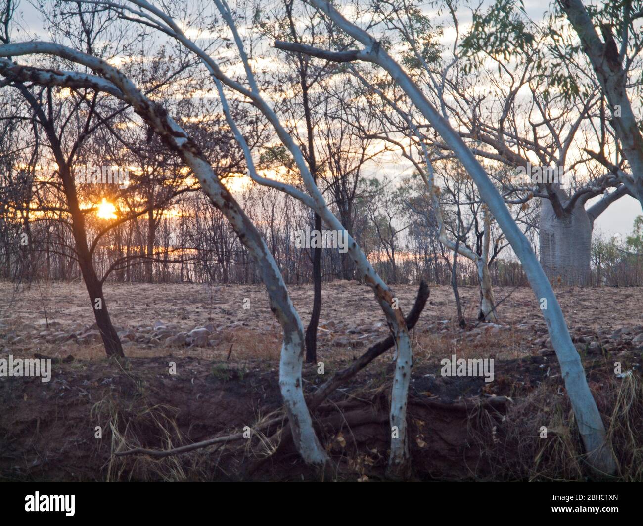 Sunrise over burnt ground with a boab (adansonia gregorii) in the ...