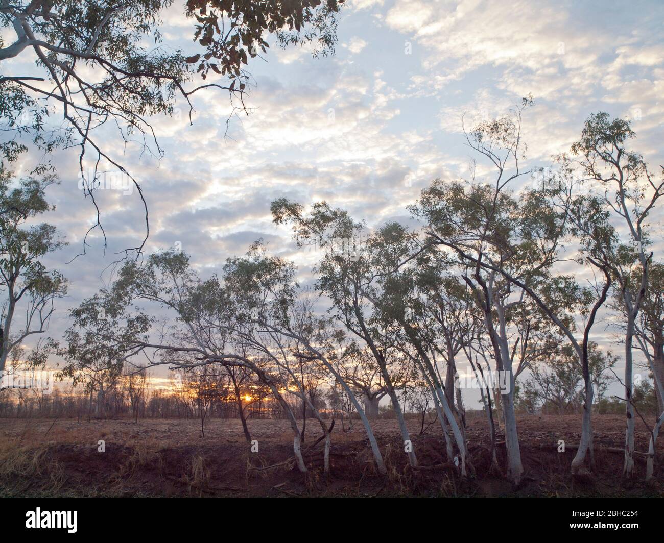 Sunrise over burnt savannah with ghost gums, Tablelands, Kimberley ...