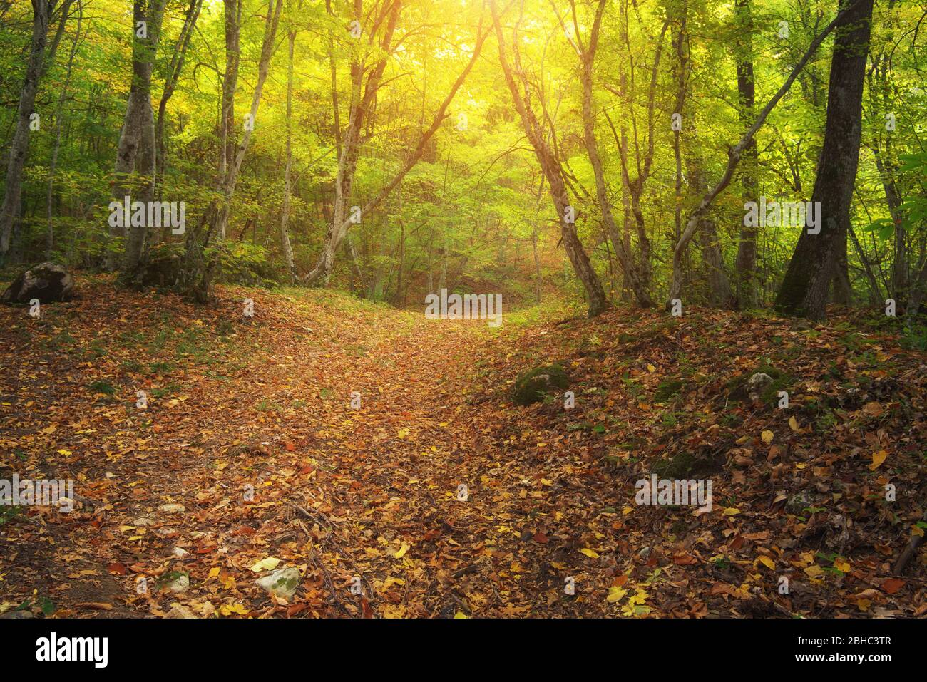 Deep autumn forest hi-res stock photography and images - Alamy