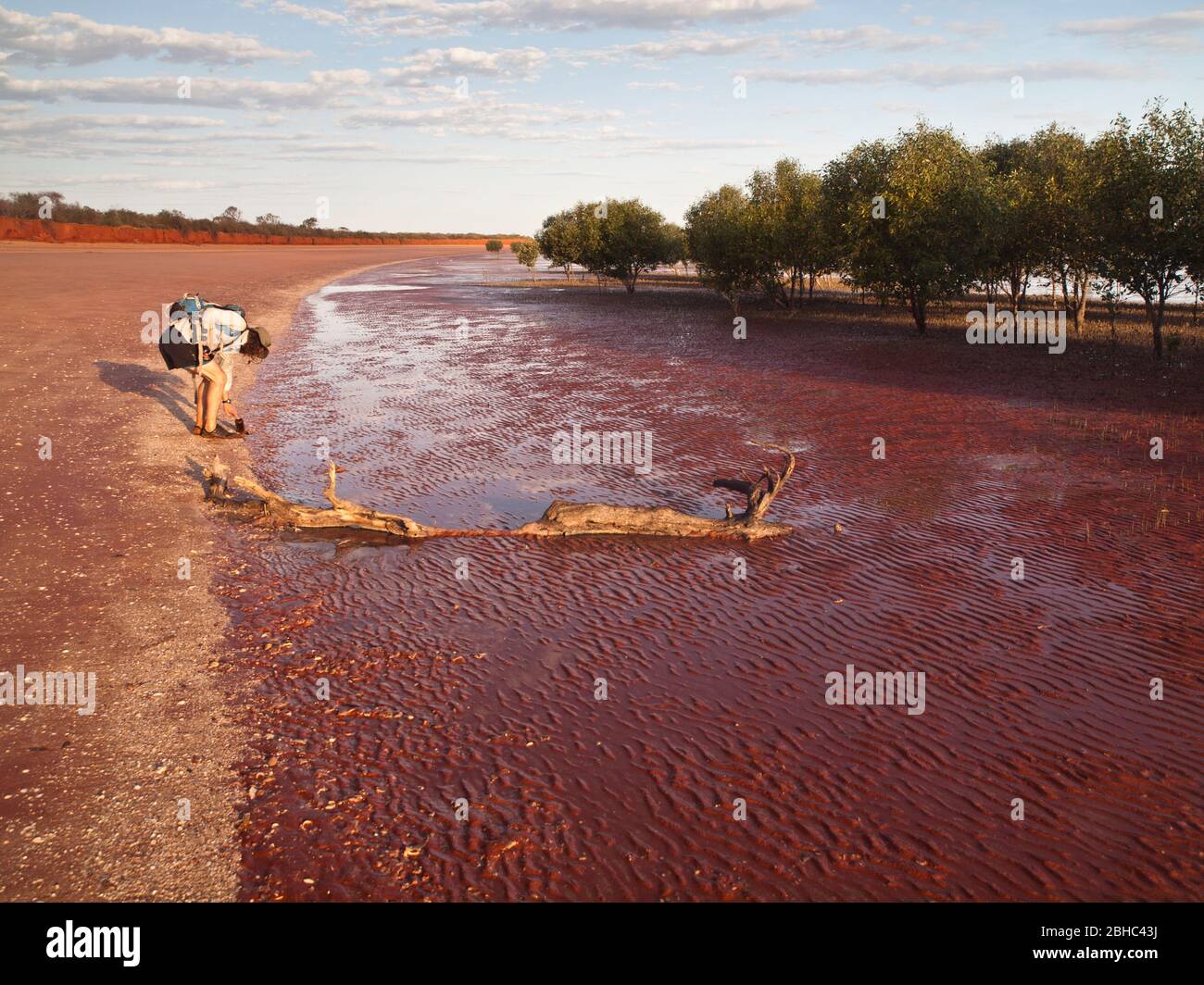 Ecologist by a group of White Mangroves (Avicennia marina) near Crab ...