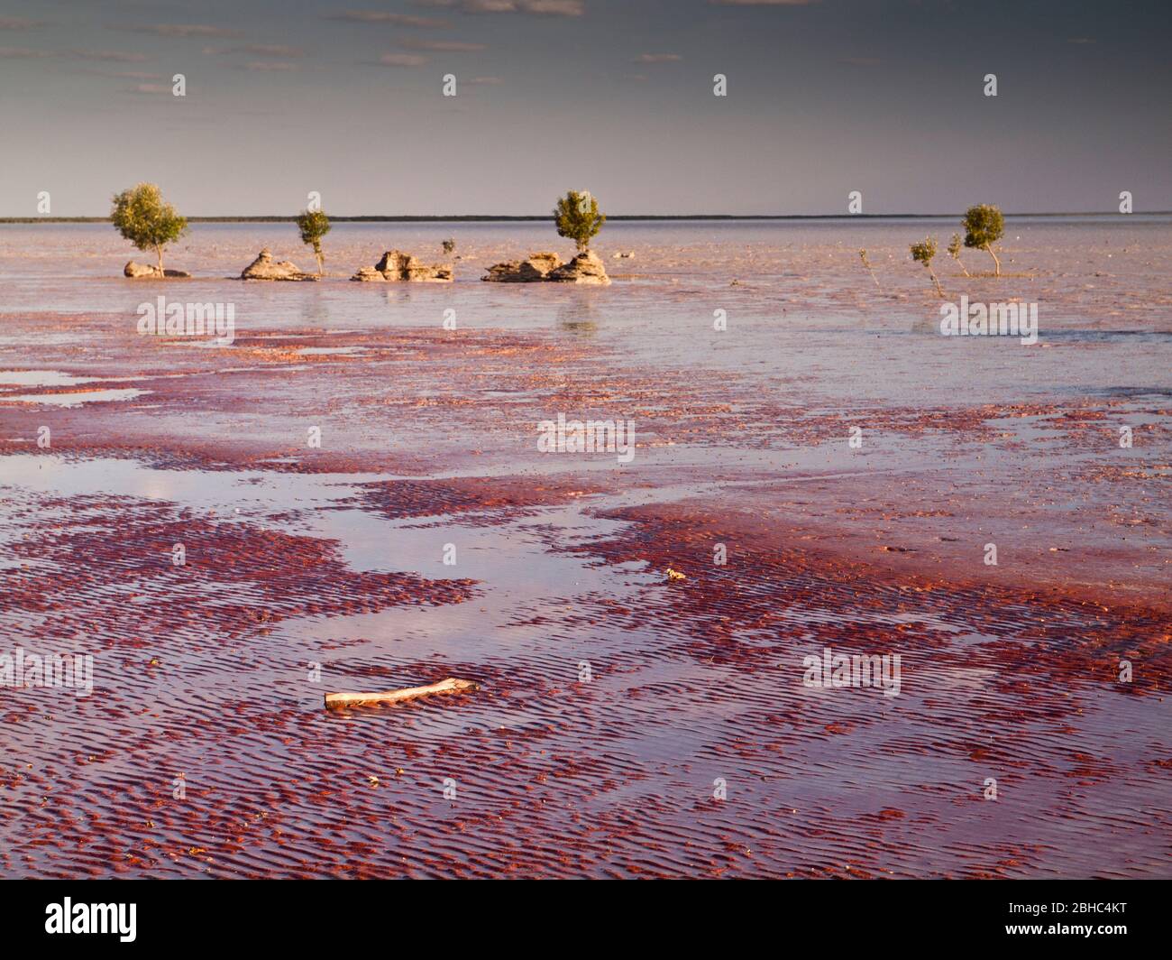 White mangroves (Avicennia marina) on the tidal mudflats of Roebuck Bay ...