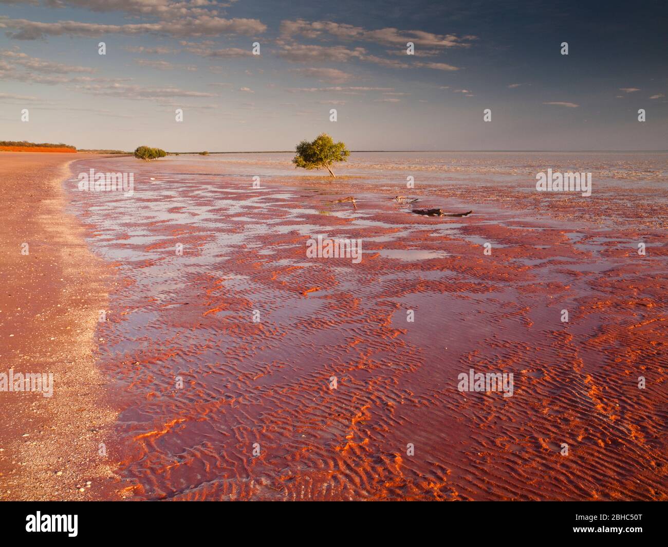 White mangroves (Avicennia marina) on the tidal mudflats of Roebuck Bay ...