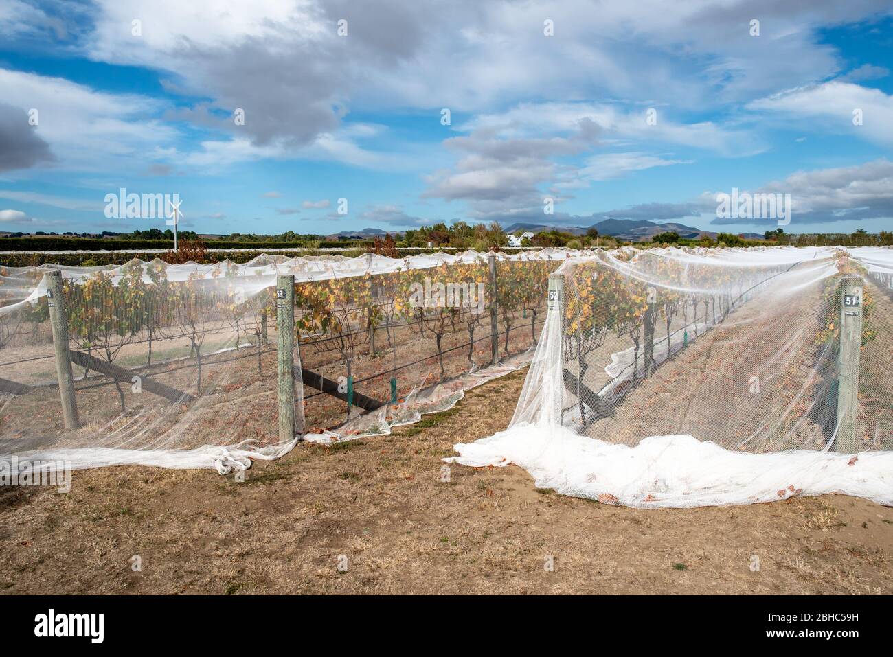 Netting protecting the valuable grape wines in the vineyard at harvest ...
