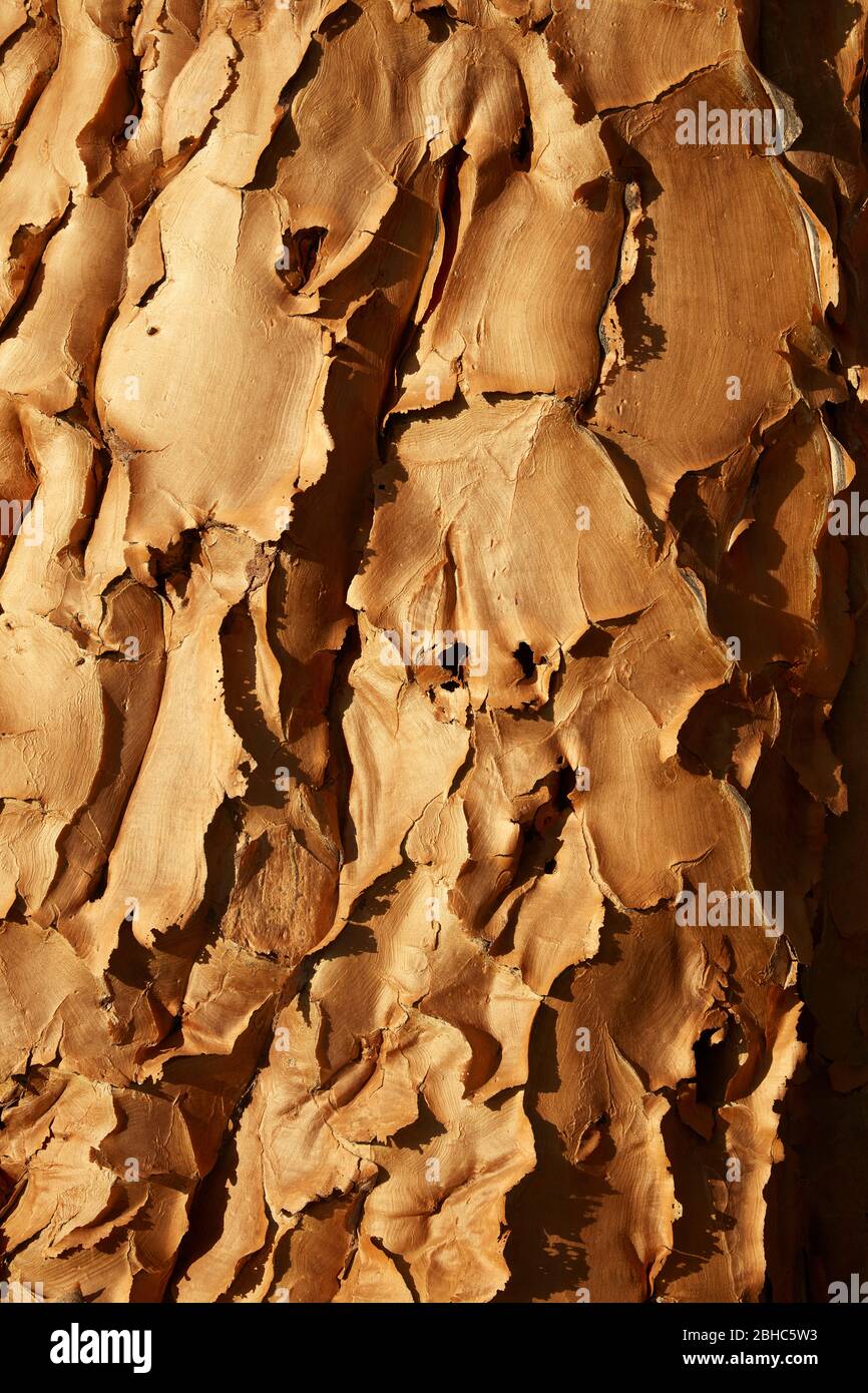 Fossil tree bark hi-res stock photography and images - Alamy