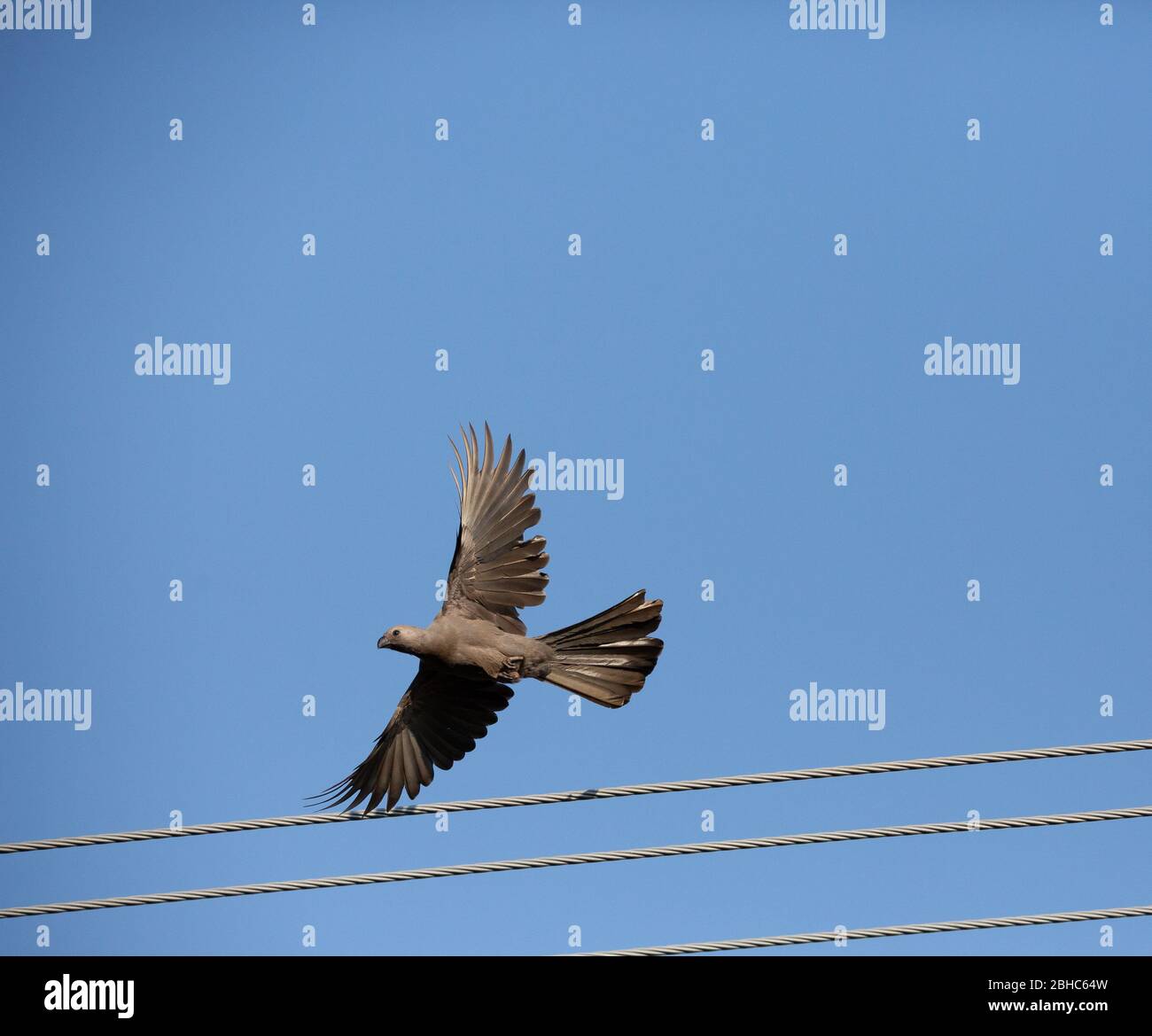 Go away bird Stock Photo - Alamy