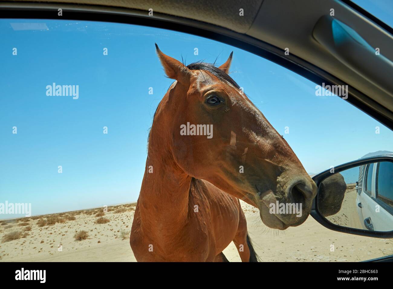 Wild Horse looking into 4x4 campers, Garub, Namib-Naukluft National ...