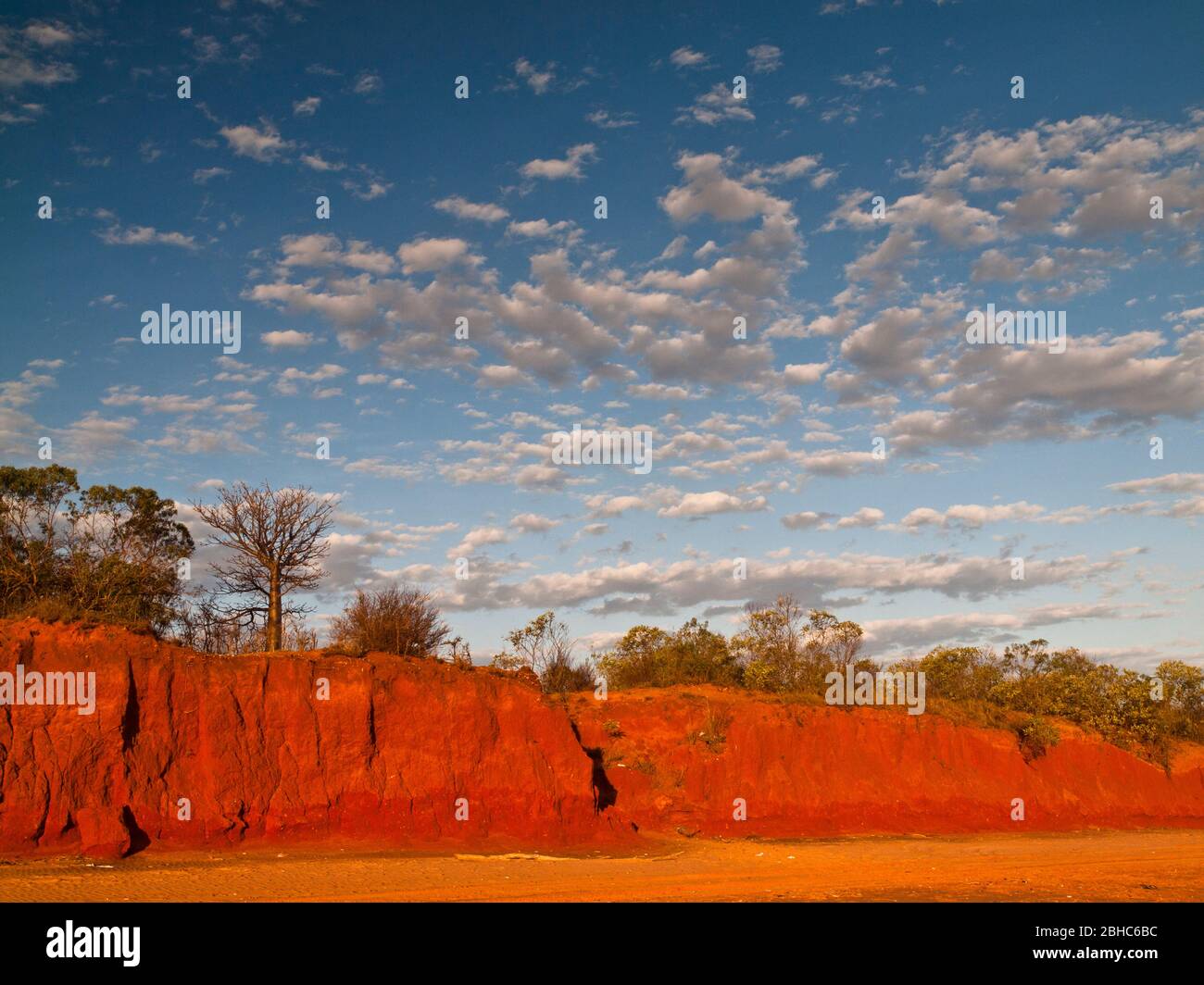 A lonely boab (Adansonia gregorii) on red pindan cliffs above Roebuck ...