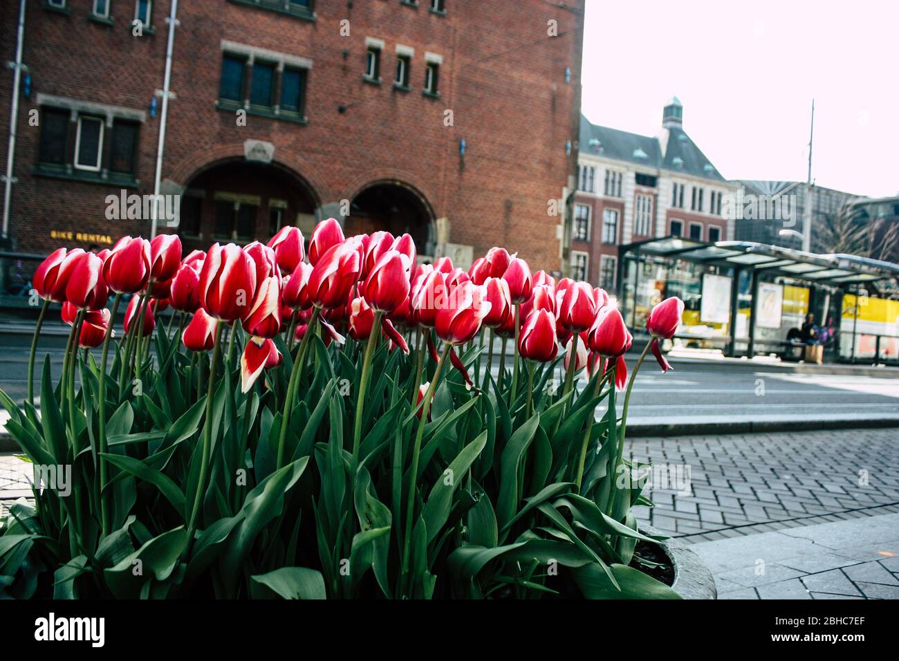Amsterdam Netherlands April 9, 2019 closeup of pink tulips decorating ...