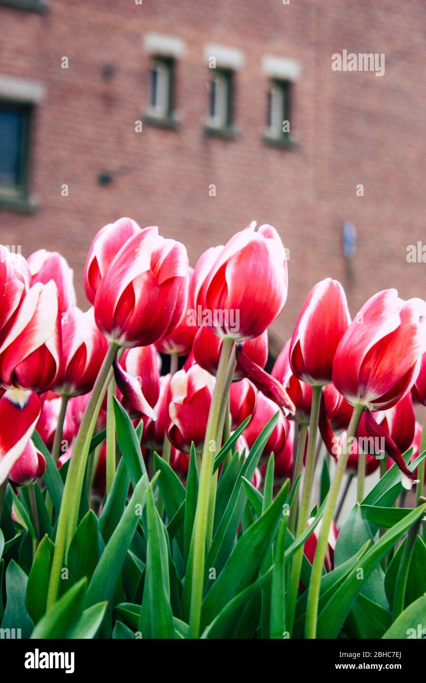 Amsterdam Netherlands April 9, 2019 closeup of pink tulips decorating ...