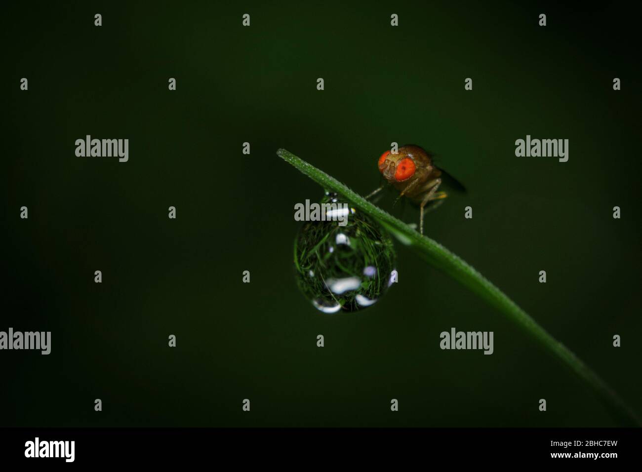 Fruit fly eggs hi-res stock photography and images - Alamy
