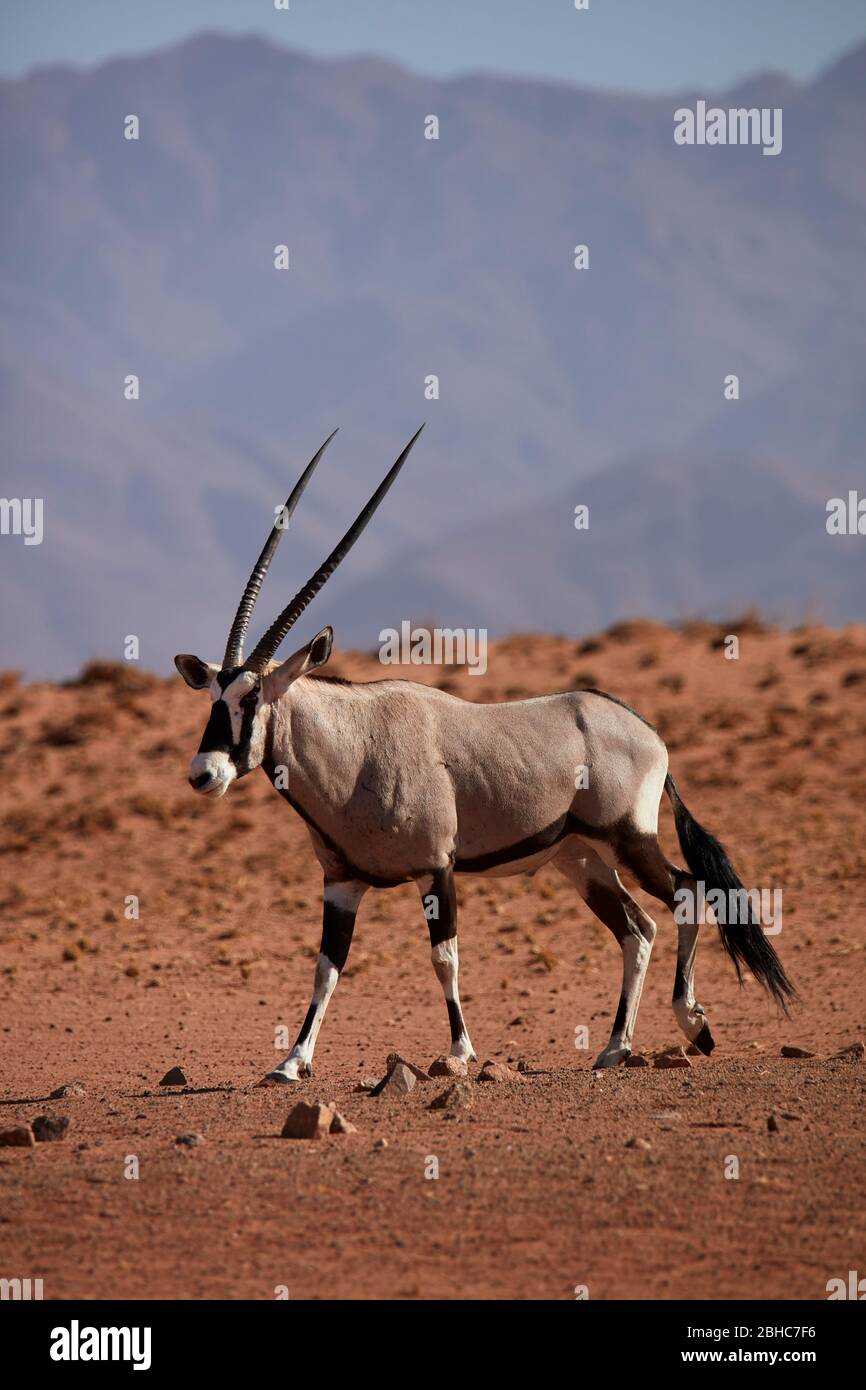 Southern oryx hi-res stock photography and images - Alamy
