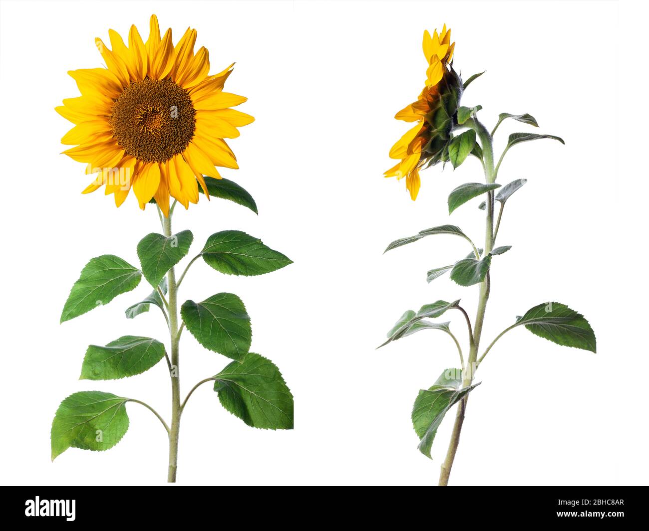 two sunflower isolated on a white background Stock Photo - Alamy