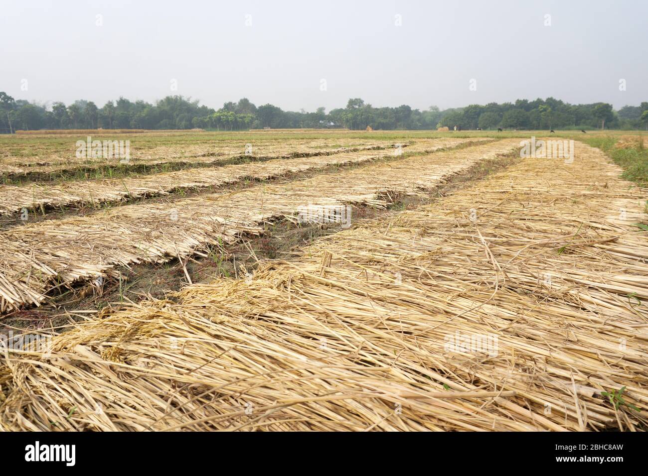 Rice production in bangladesh hi-res stock photography and images - Alamy