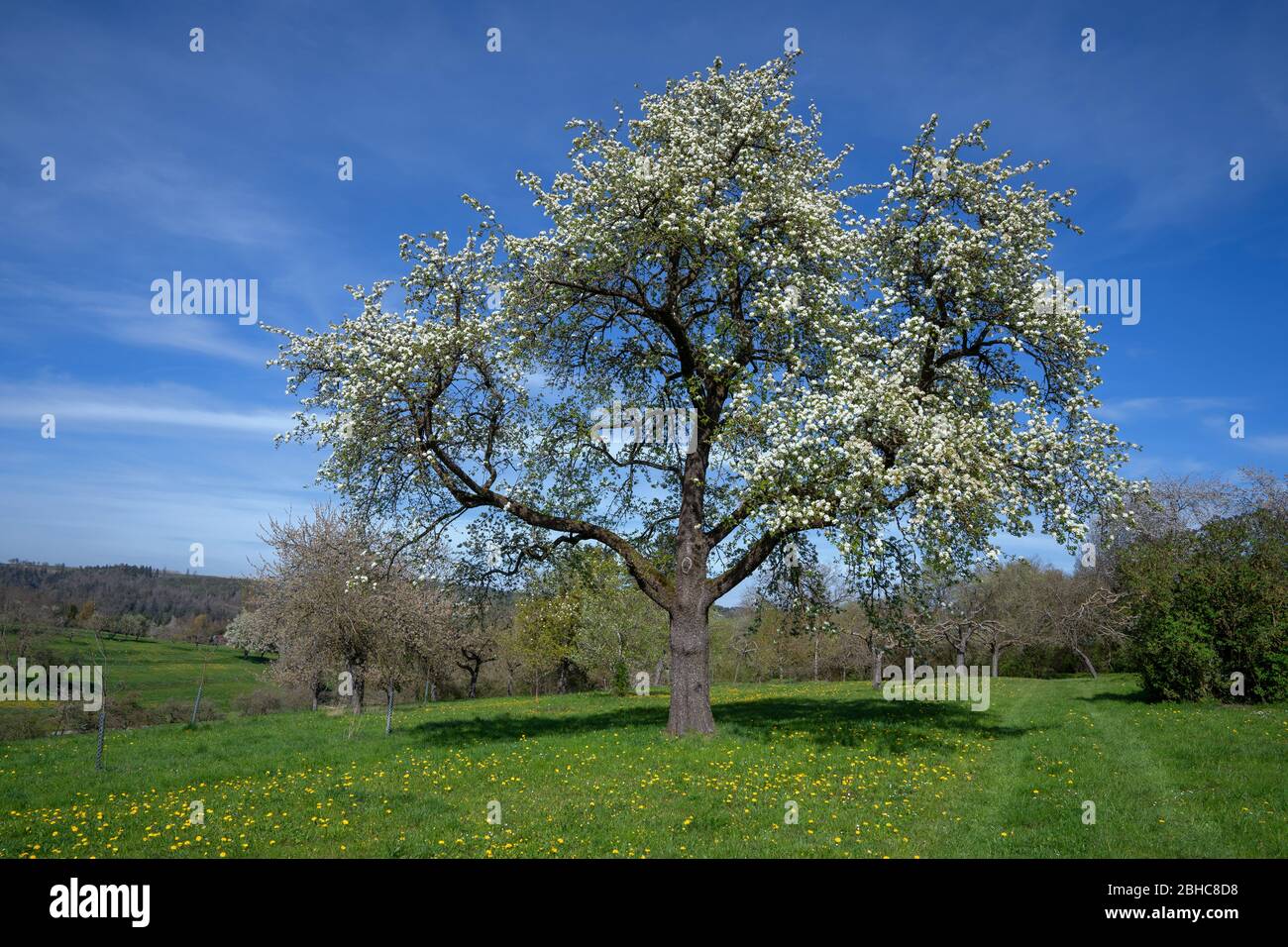 Big blooming pear tree in a meadow with dandelion Stock Photo - Alamy