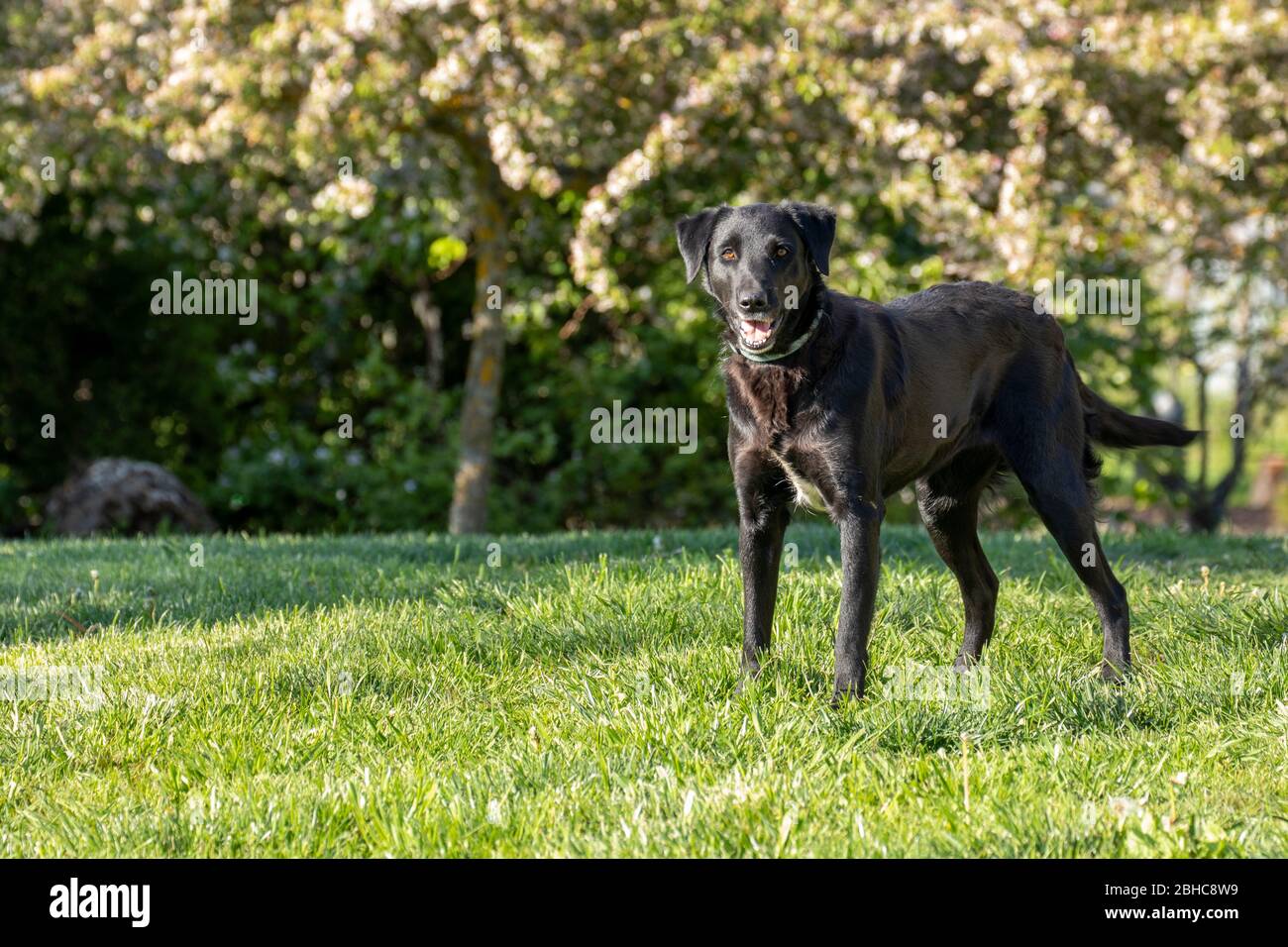 Labrador Retriever Black Mix