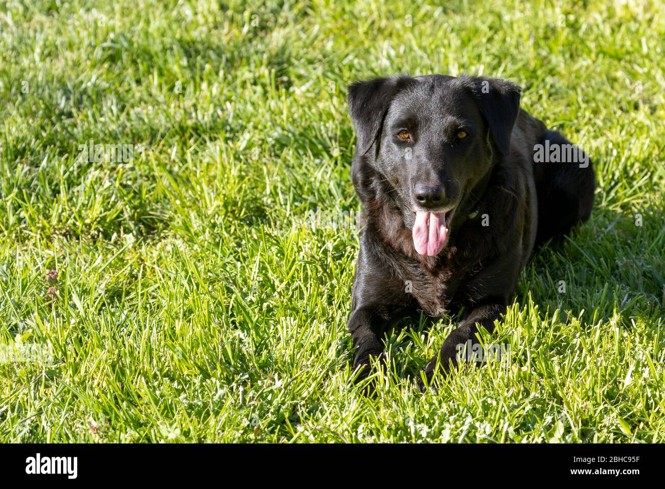 Lab border collie mix female hi-res stock photography and images - Alamy